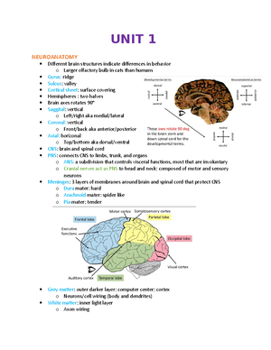 Activity 6 - neuron activities in the contralateral visual pathways ...