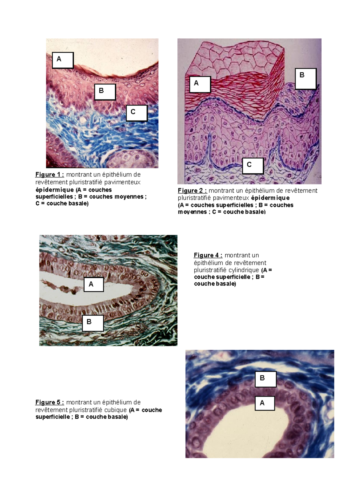 Epith rev Uni et Pluristratifié cours - Figure 1 : montrant un ...
