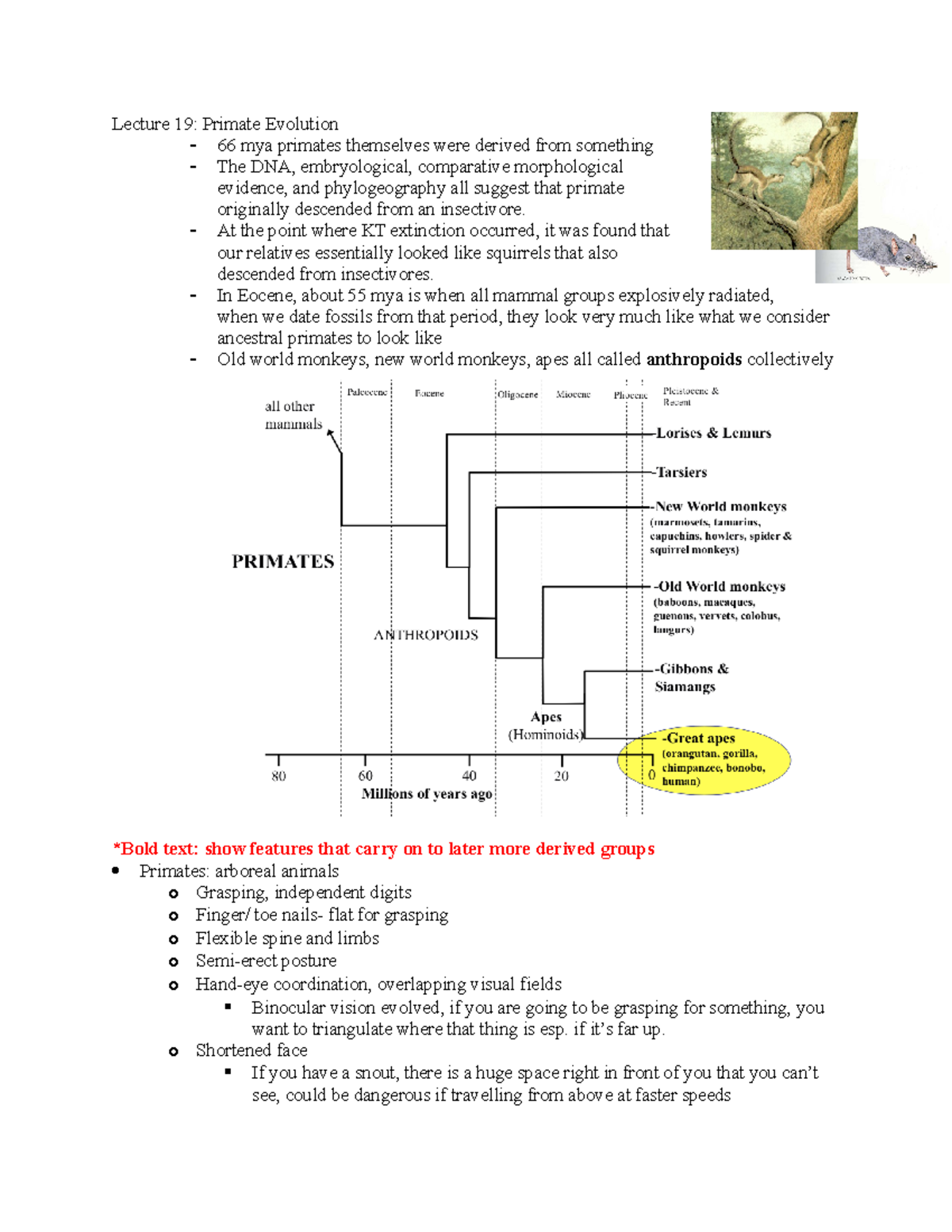 Lecture 19 - dr.lahti - Lecture 19: Primate Evolution 66 mya primates ...
