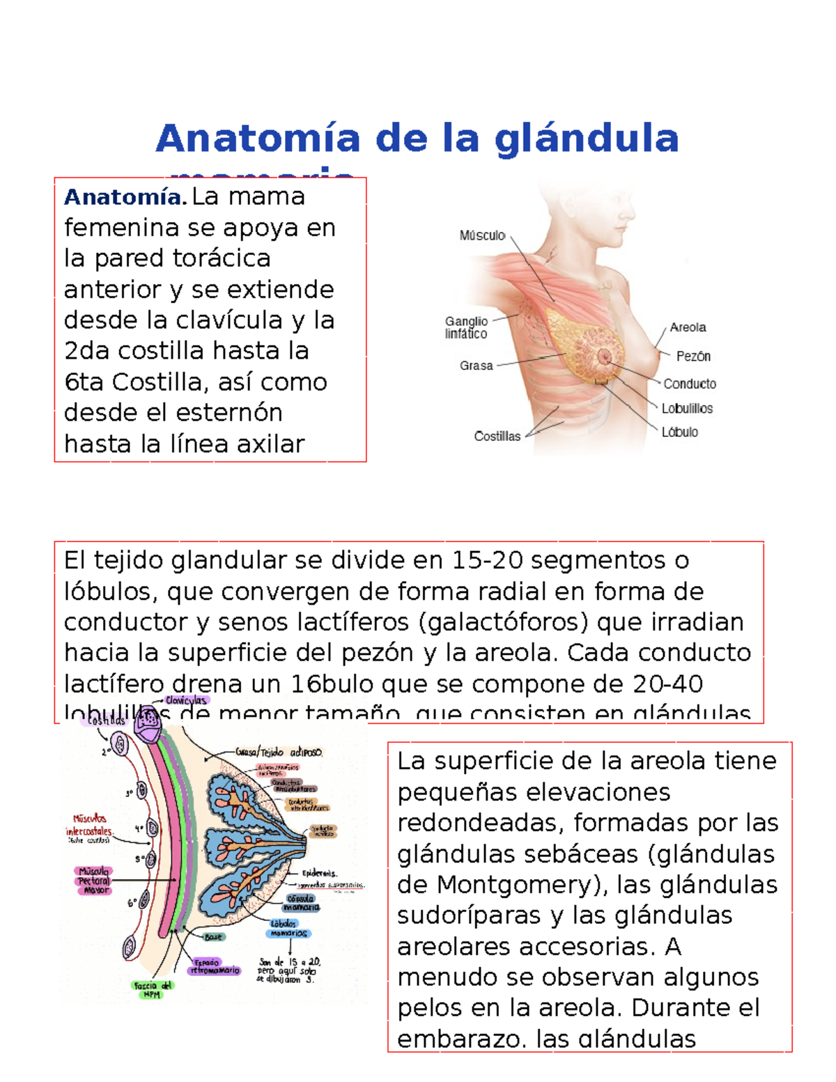 Anatomía de la glándula mamaria - Anatomía de la glándula mamaria ...