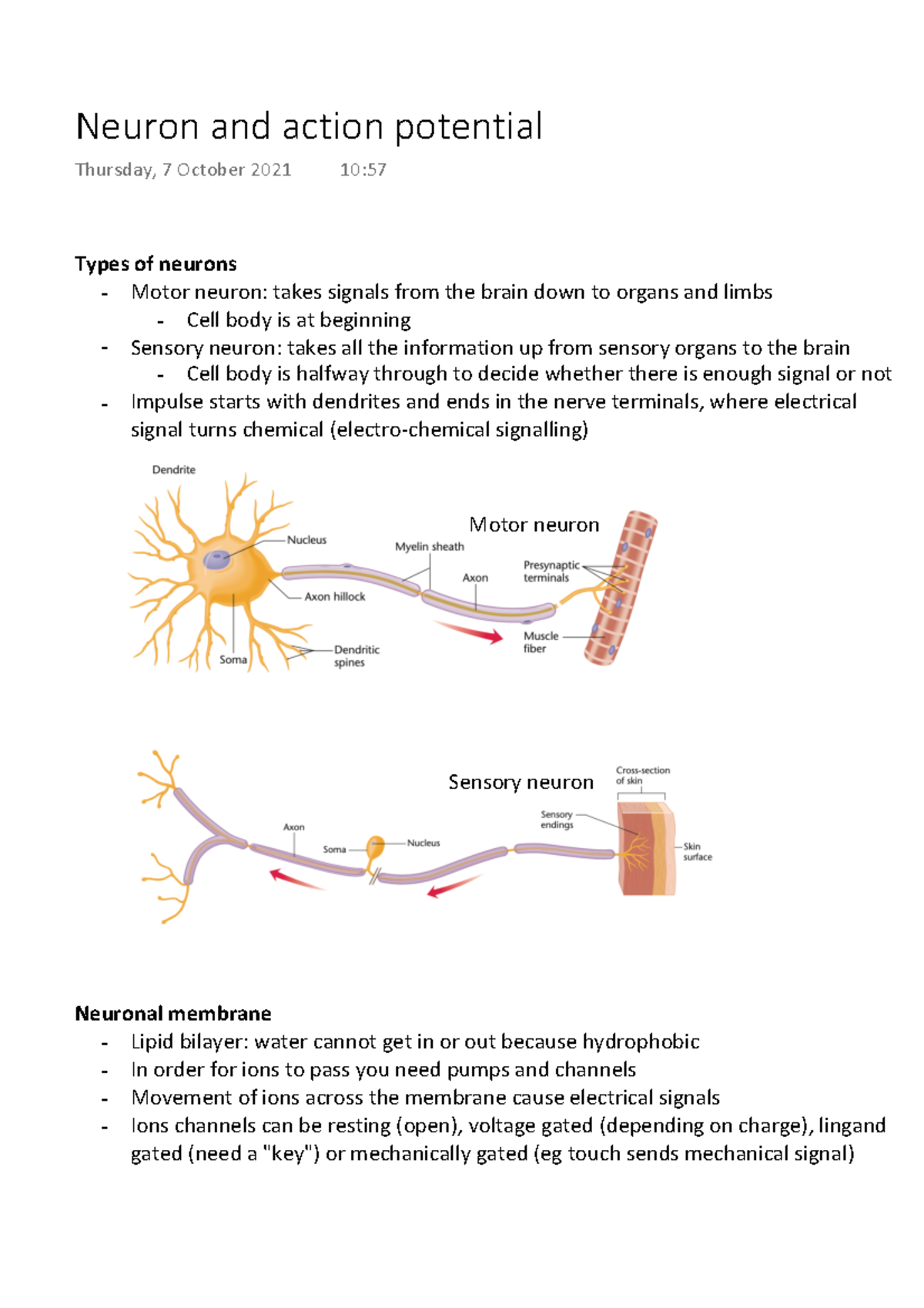 Neuron and action potential - Types of neurons Motor neuron: takes ...