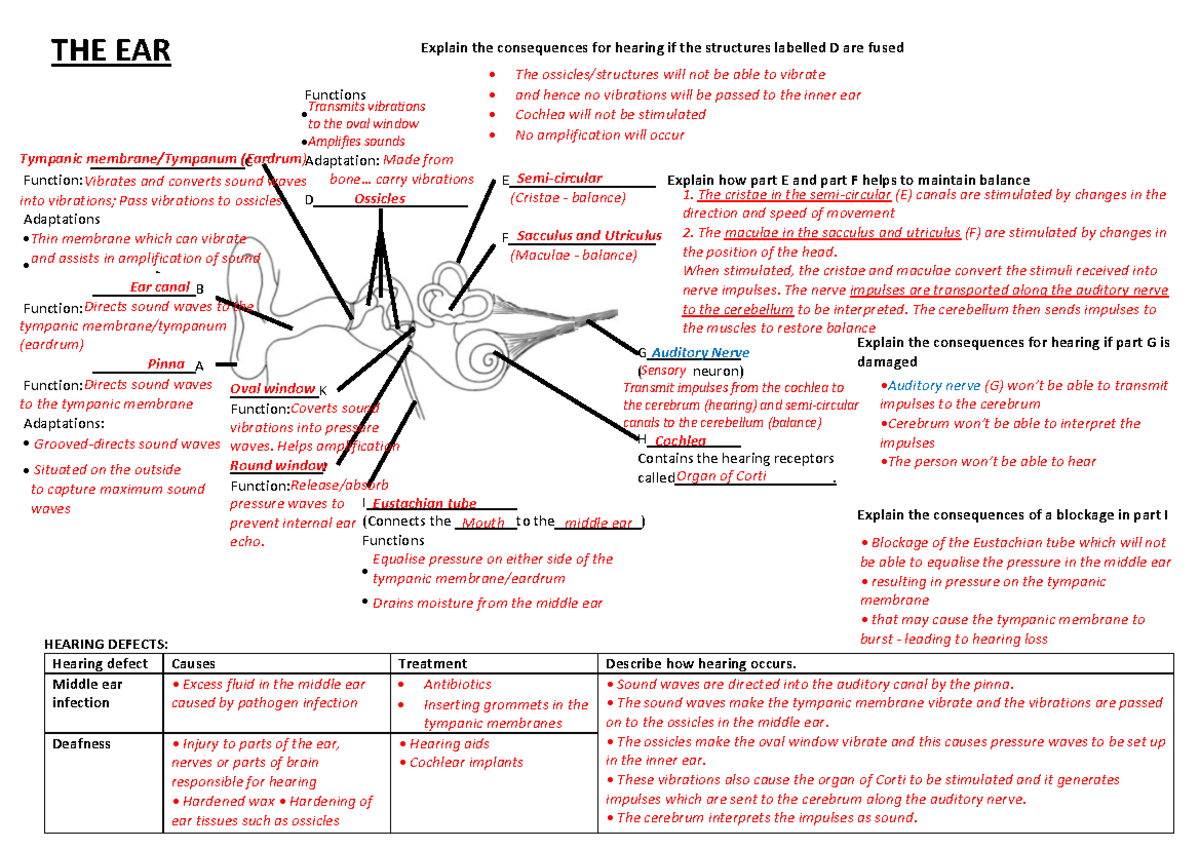 3.1 one pager The Ear Memo - HEARING DEFECTS: Hearing defect Causes ...