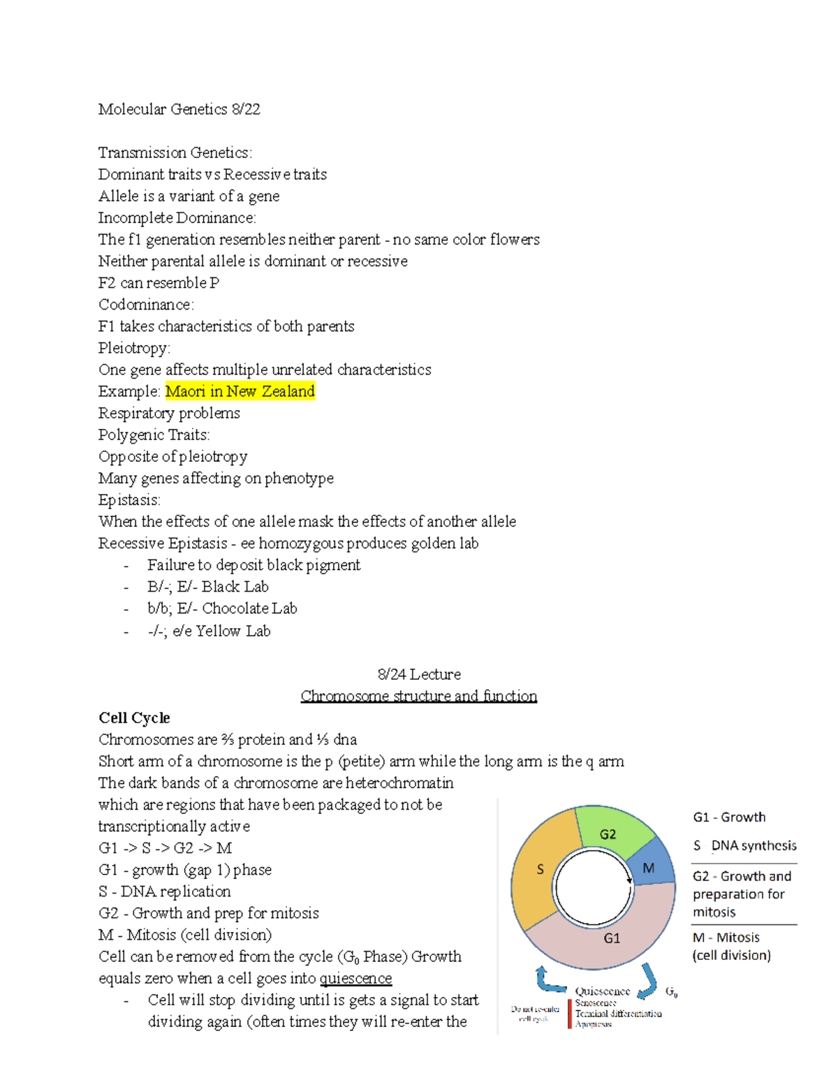 Molecular Genetics Exam 1 - Molecular Genetics 8/ Transmission Genetics ...