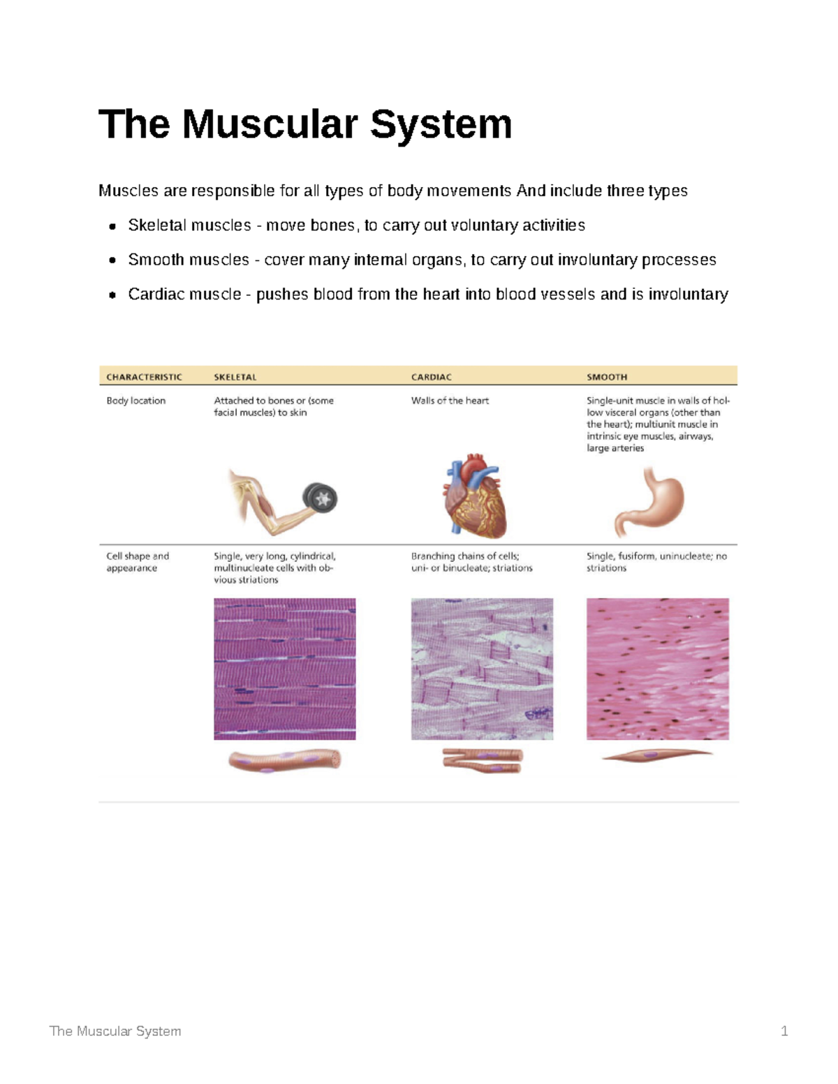 Anatomy and physiology - The Muscular System Muscles are responsible ...