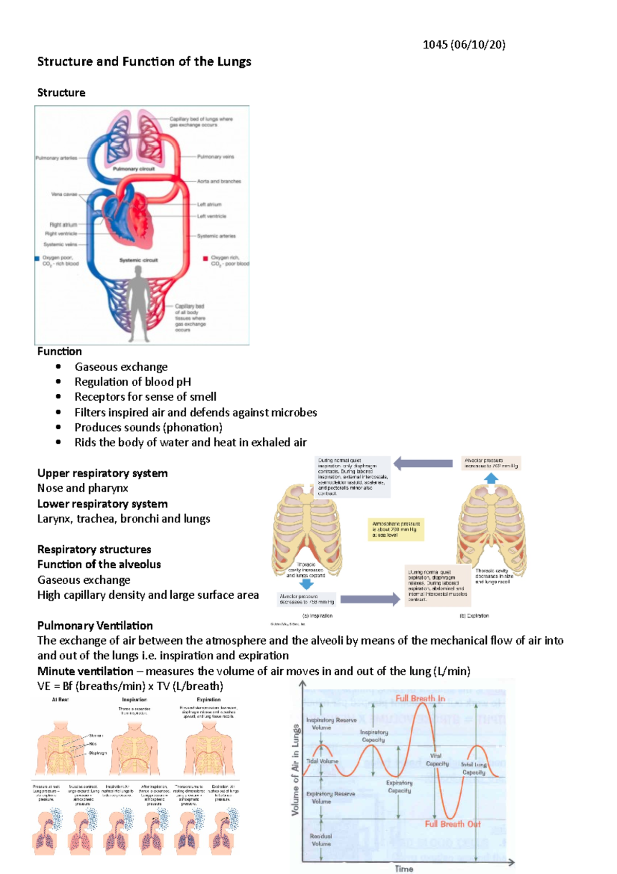 Structure and Function of the Lungs - 1045 (06/10/20) Structure and ...