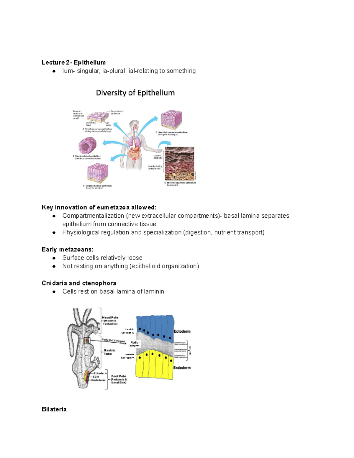 ZOO 3000 Lecture 2 - Lecture 2- Epithelium Ium- singular, ia-plural ...