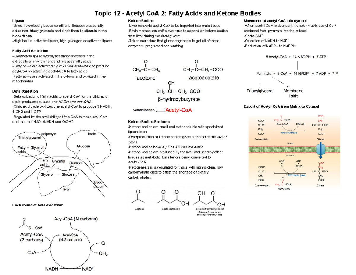 Biochem Cheat Sheet 12 - Topic 12 - Acetyl CoA 2: Fatty Acids and ...