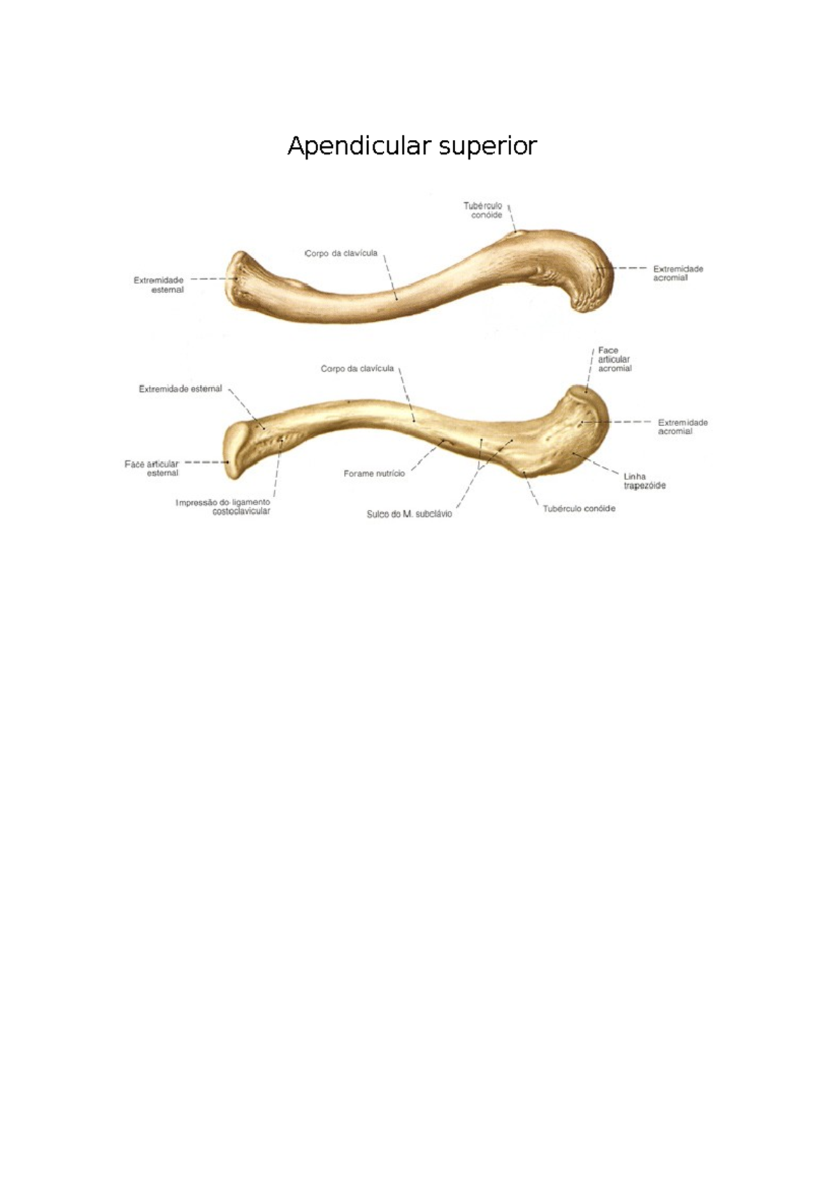 Apendicular superior - Anatomia Humana - Apendicular superior - Studocu