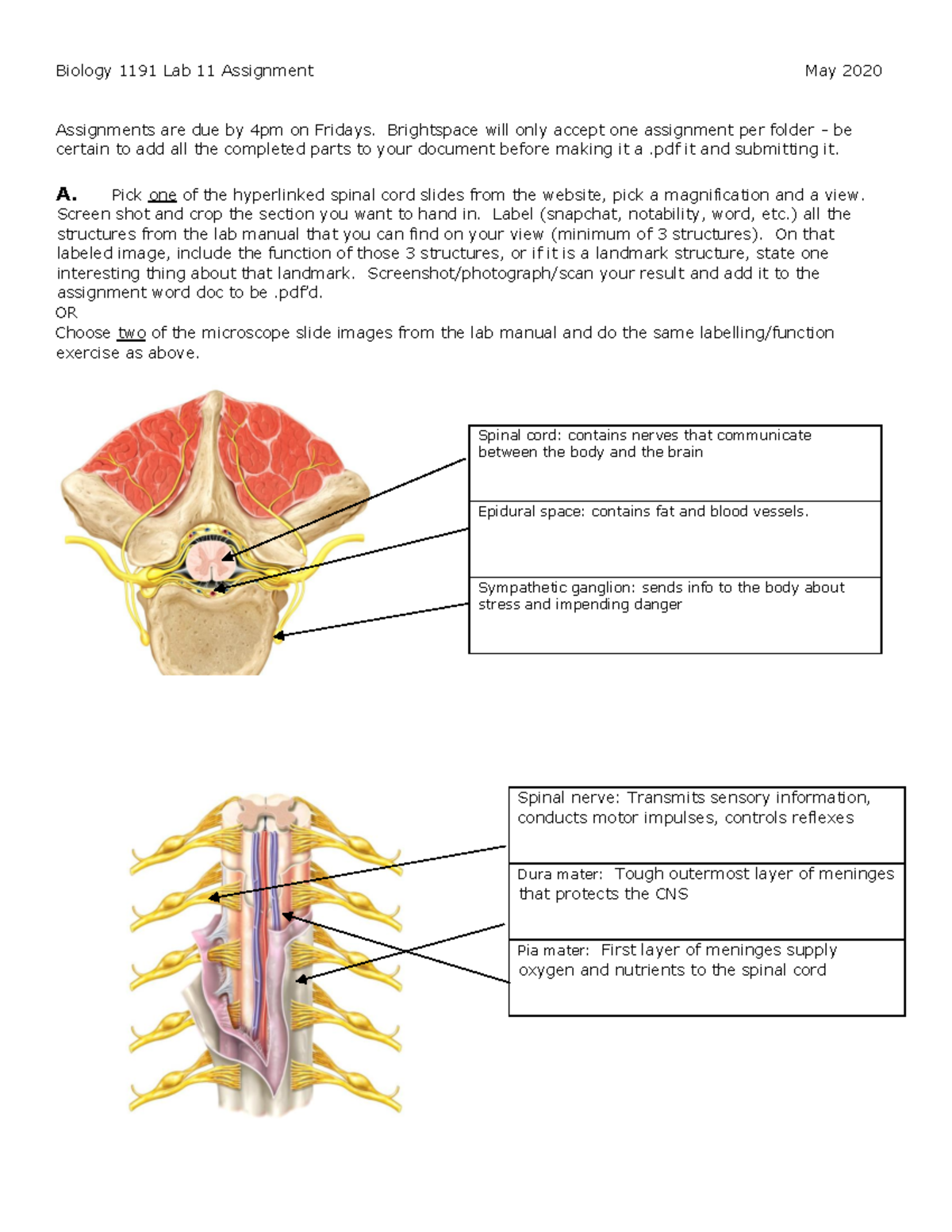 Lab 11 Assignment - Biology 1191 Lab 11 Assignment May 2020 Assignments ...