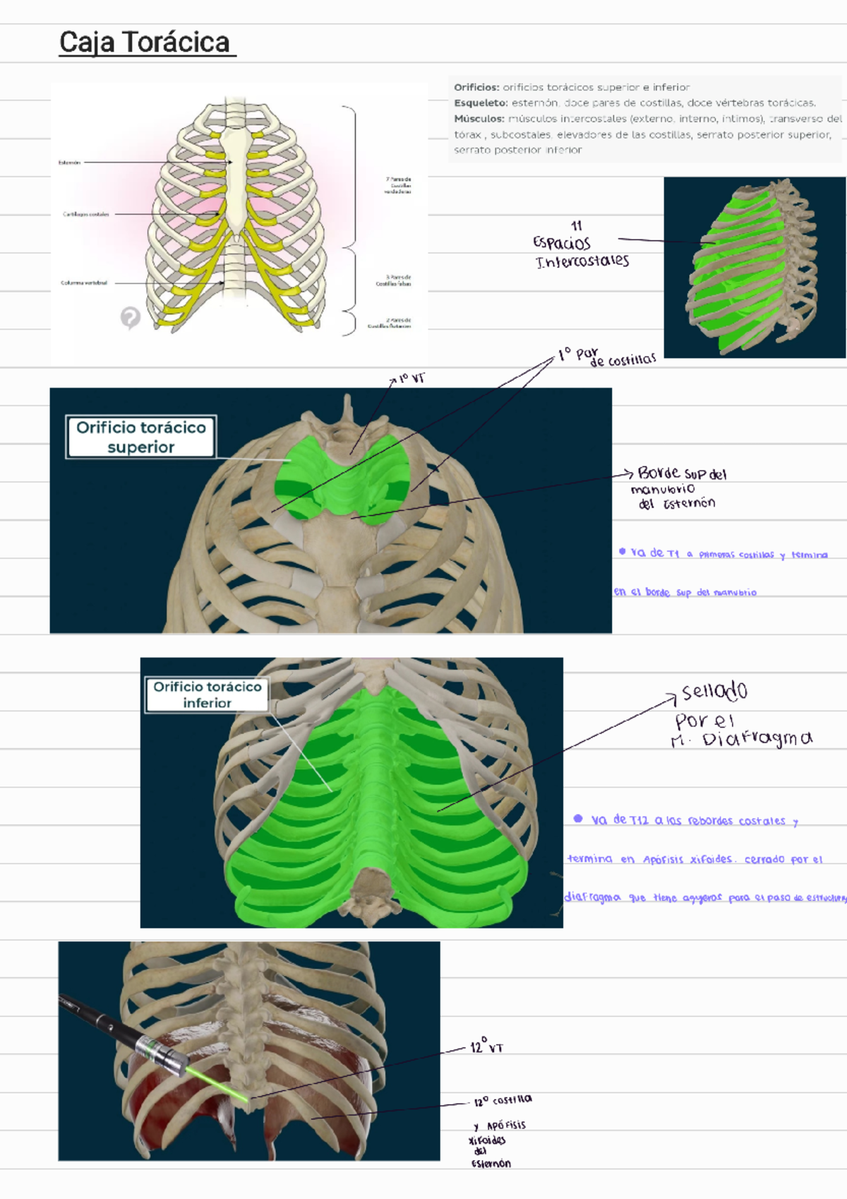 Huesos del Tórax 240422 170721 - Anatomia topografica - Studocu