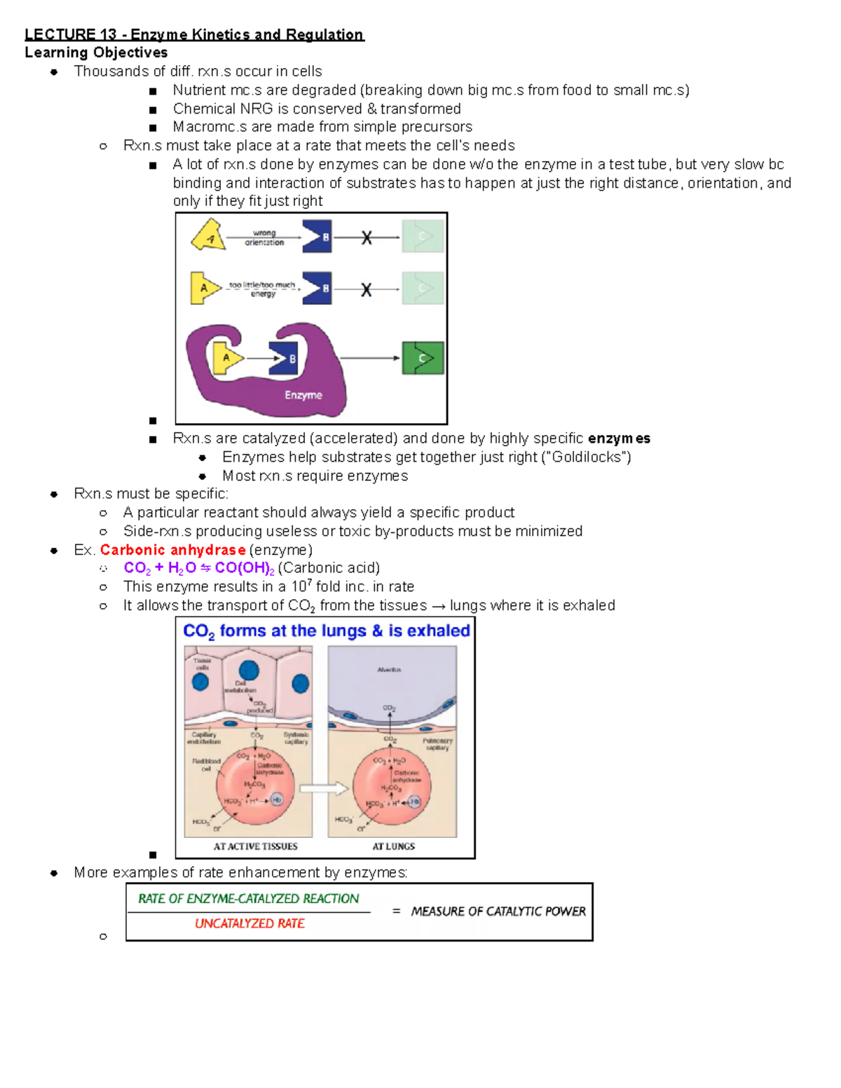 Lecture 13 - Enzyme Kinetics and Regulation - LECTURE 13 - Enzyme ...