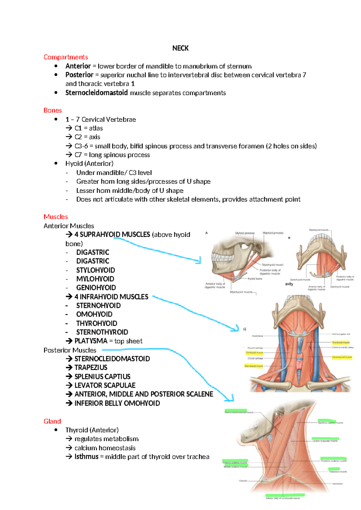 NECK - Neck study notes - NECK Compartments Anterior = lower border of ...