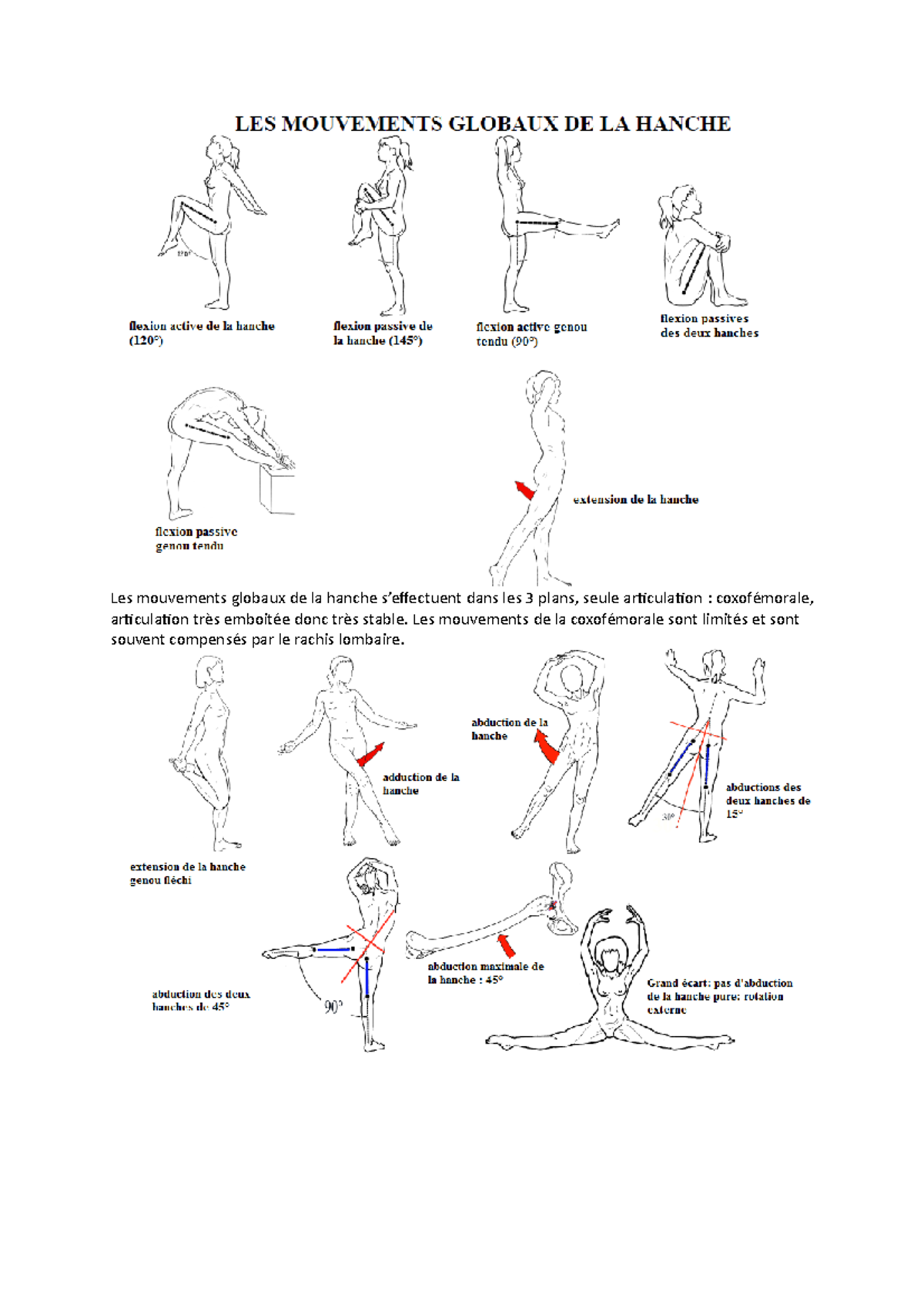 anatomie fonctionnelle LA Hanche et le Genou - Les mouvements globaux ...