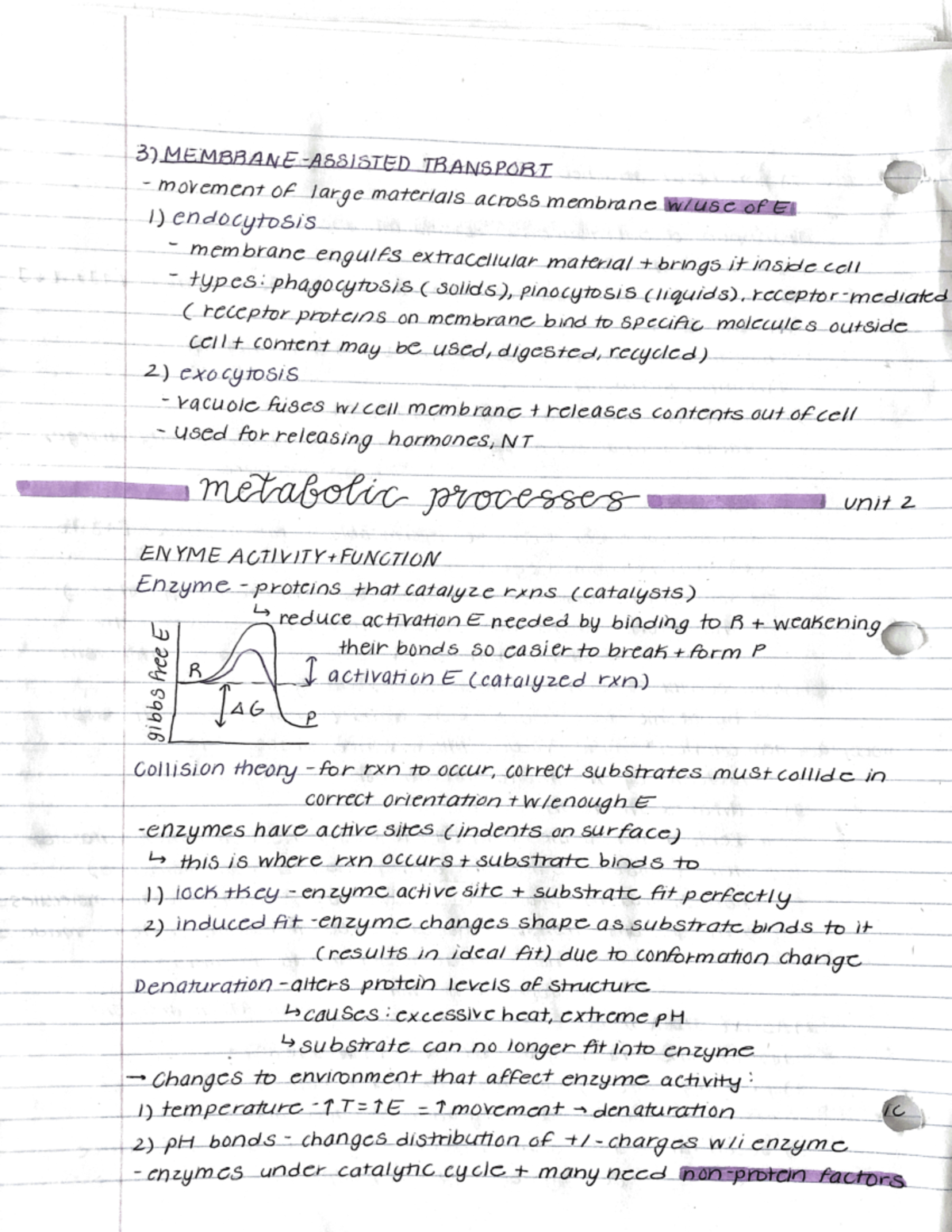 Grade 12 Biology Unit 2 Metabolic Reactions Notes - Studocu