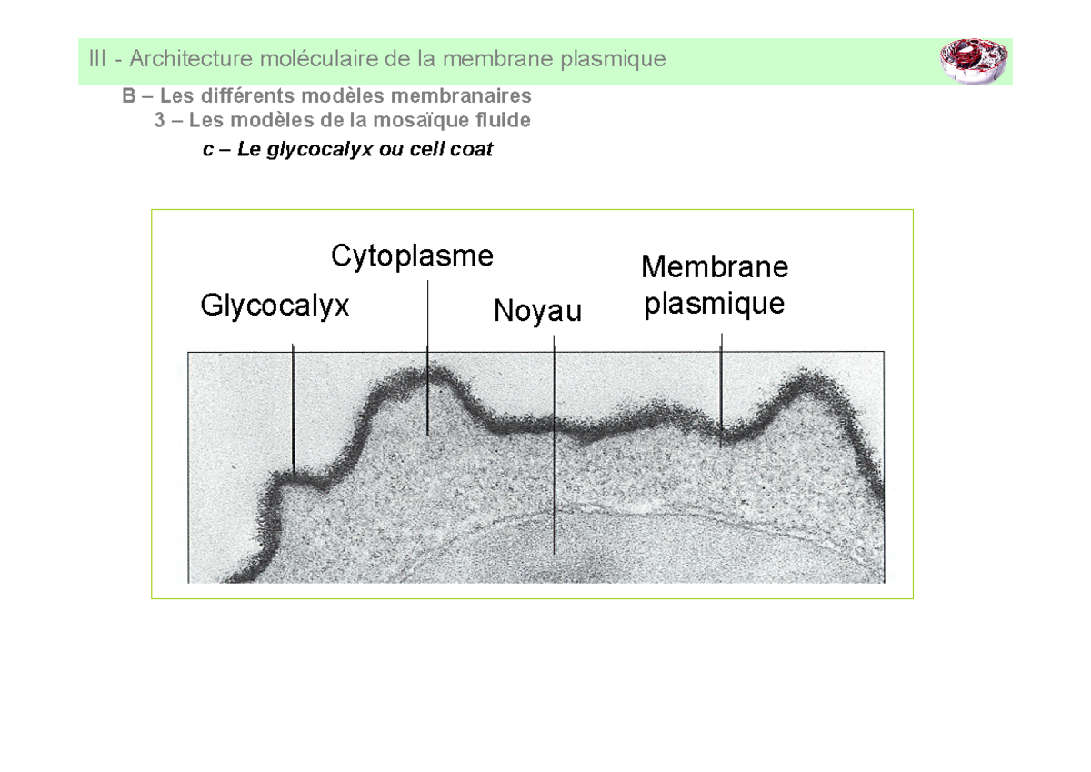 CM2 - CM2 - B – Les différents modèles membranaires 3 – Les modèles de ...