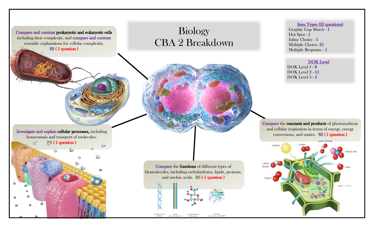 Biology - CBA 2 - this is a sheet about enzymes and reproductive ...