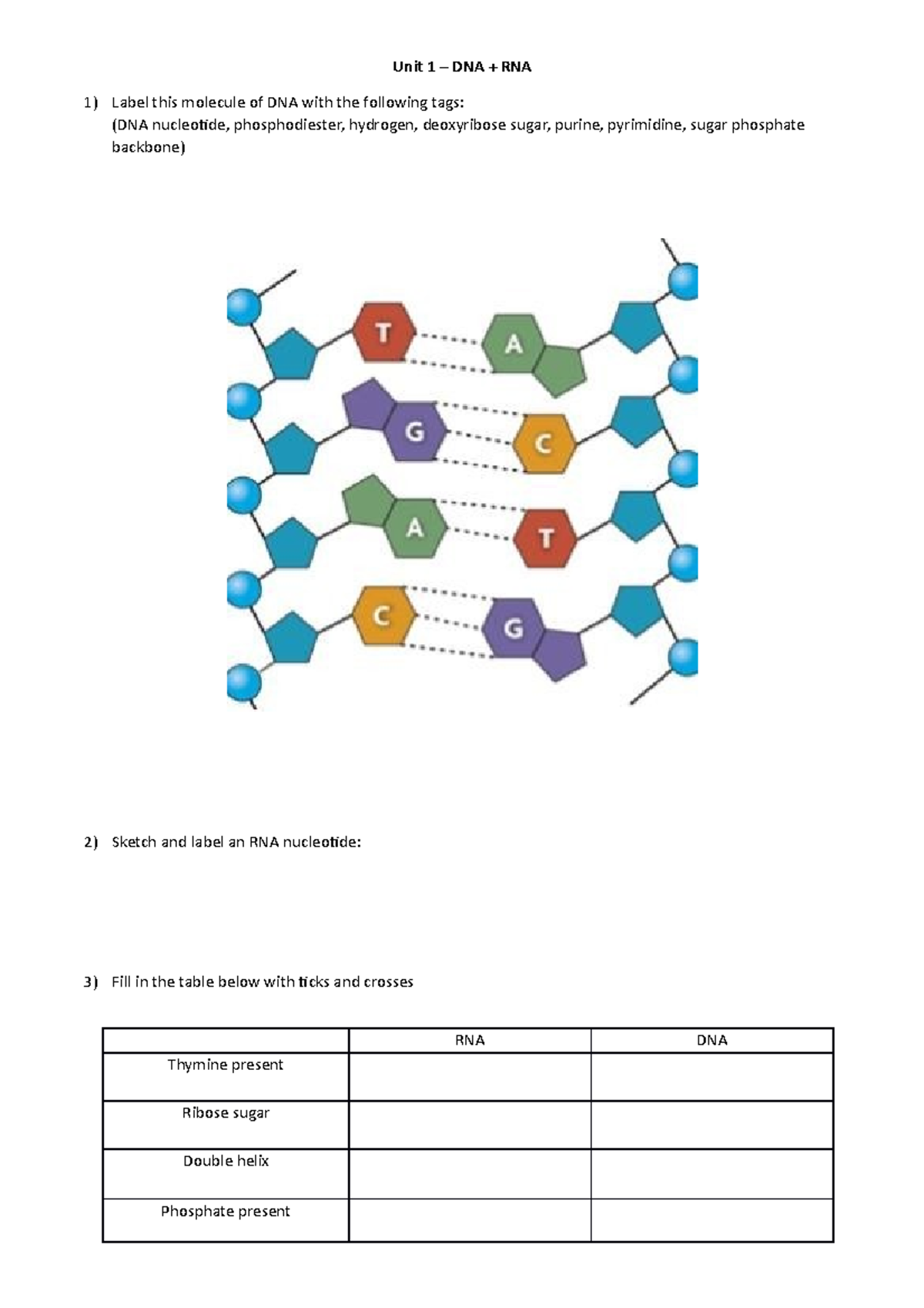 20 - DNA docs - Unit 1 – DNA + RNA Label this molecule of DNA with the following tags: (DNA ...