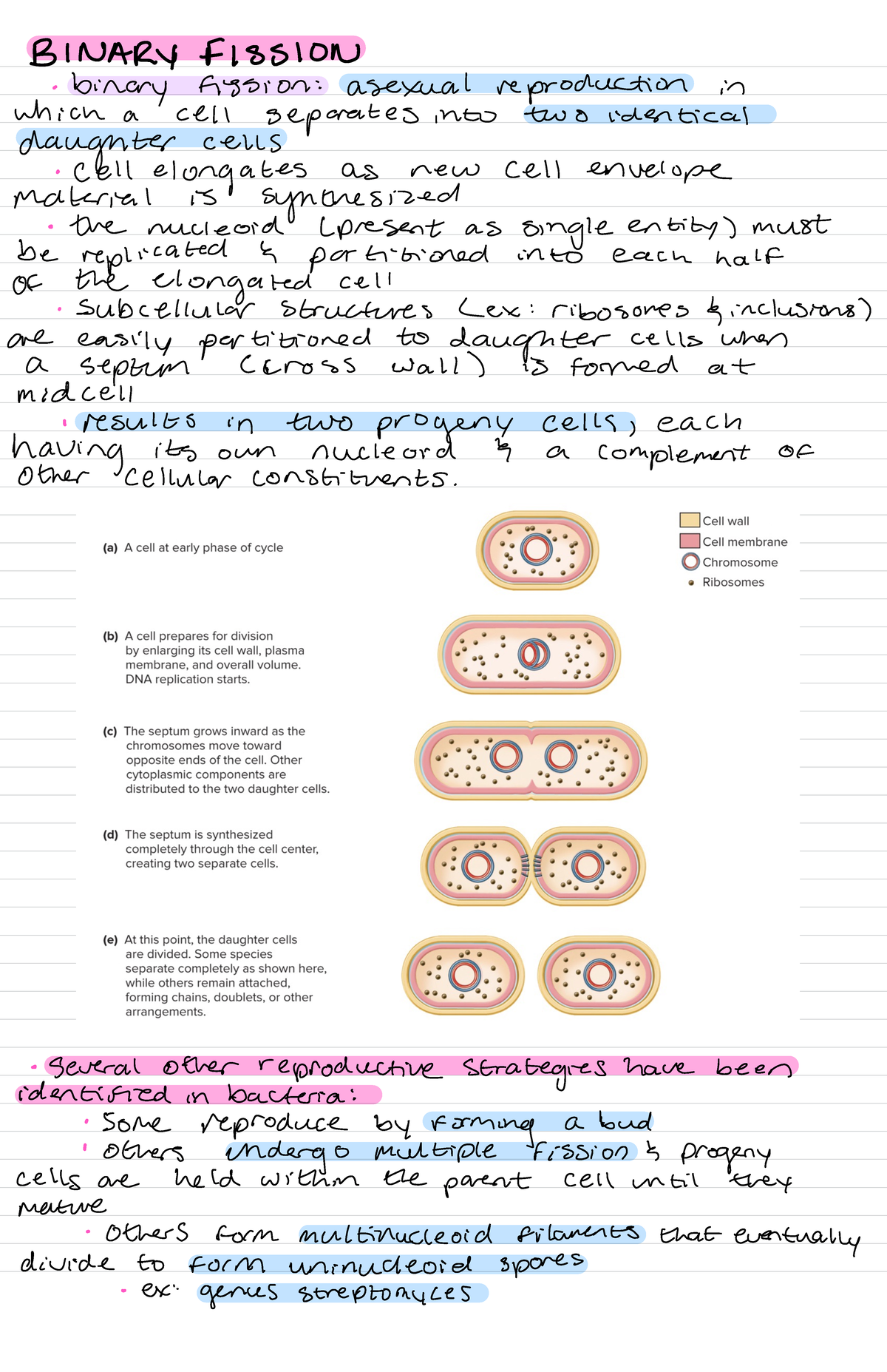 Chapter 7 Textbook Notes - BINARY FISSION binary fission:asexual ...