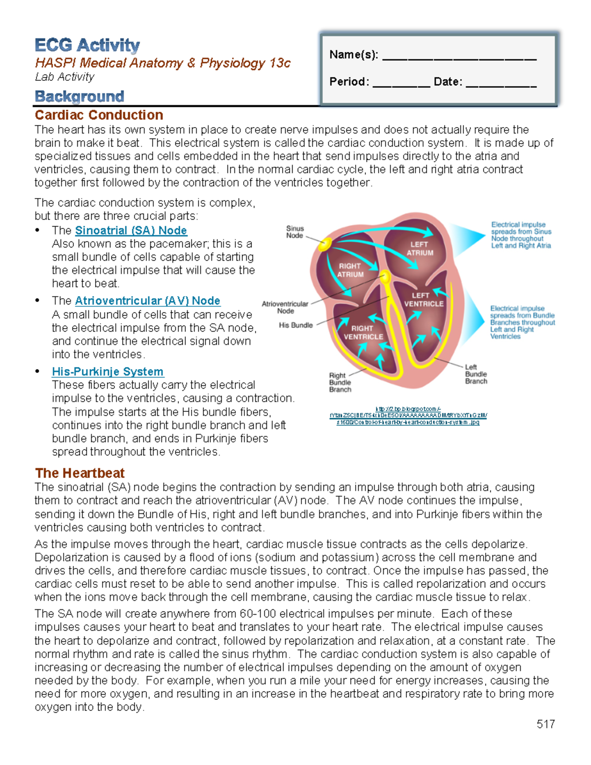 13c ecg activity - anatomy assignment - 2.bp.blogspot/- - Studocu