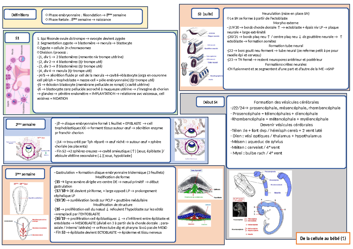 Embryologie fiche - Définitions Phase embryonnaire : fécondation → 8ème ...