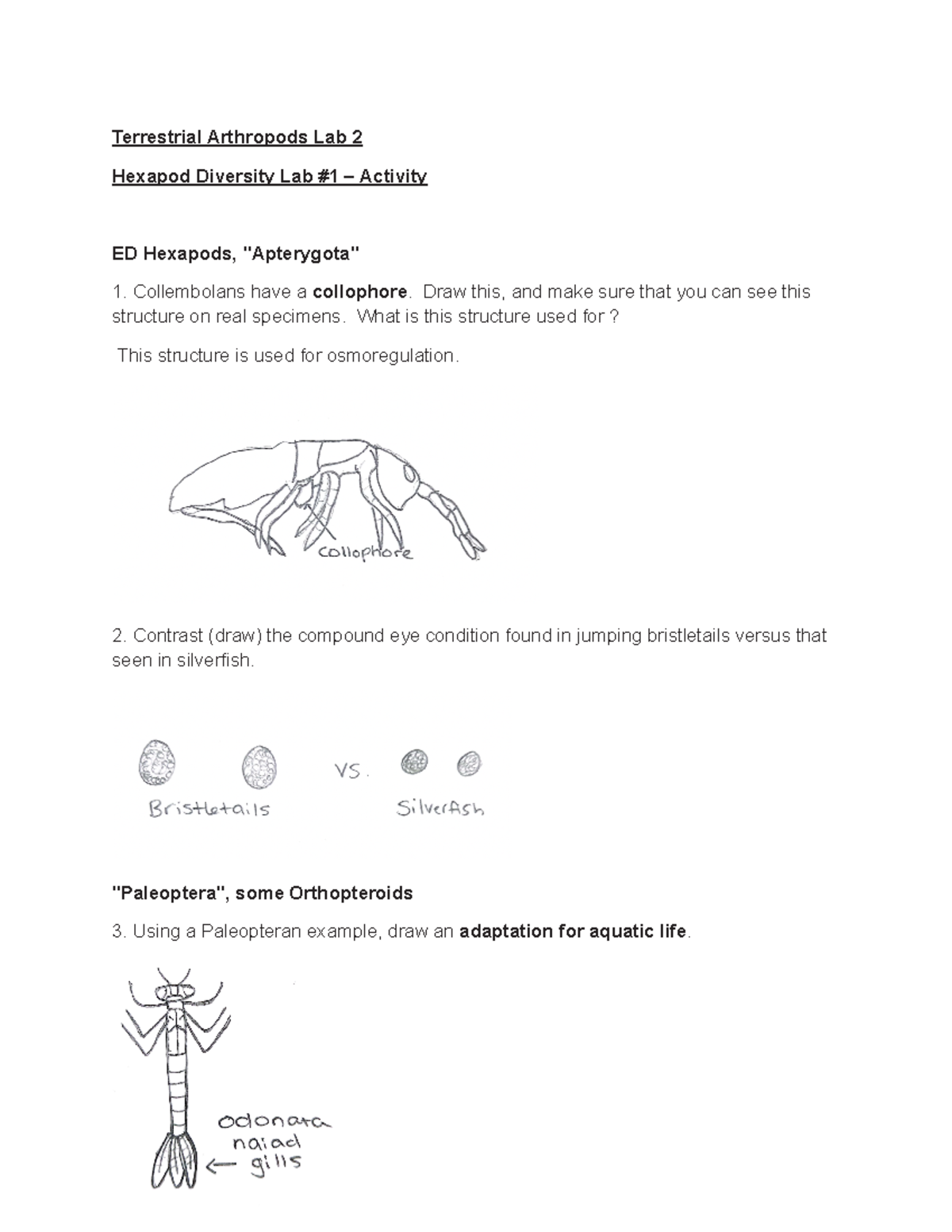 Terrestrial Arthropods Lab 2 - Draw this, and make sure that you can ...