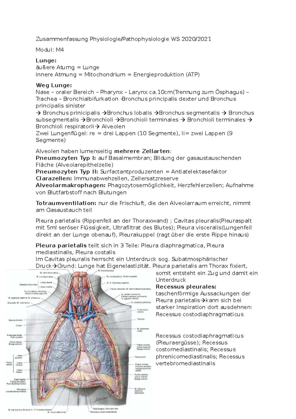 Zusammenfassung Physiologie und Pathophysiologie - Zusammenfassung ...