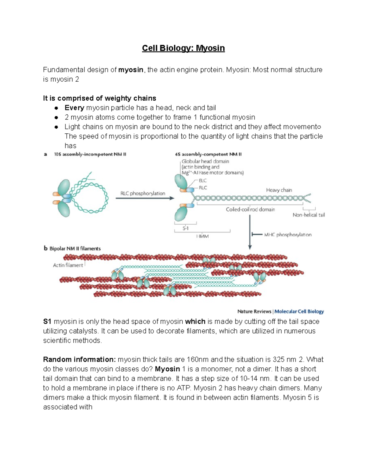 Cell Biology Myosin - Cell Biology: Myosin Fundamental design of myosin ...