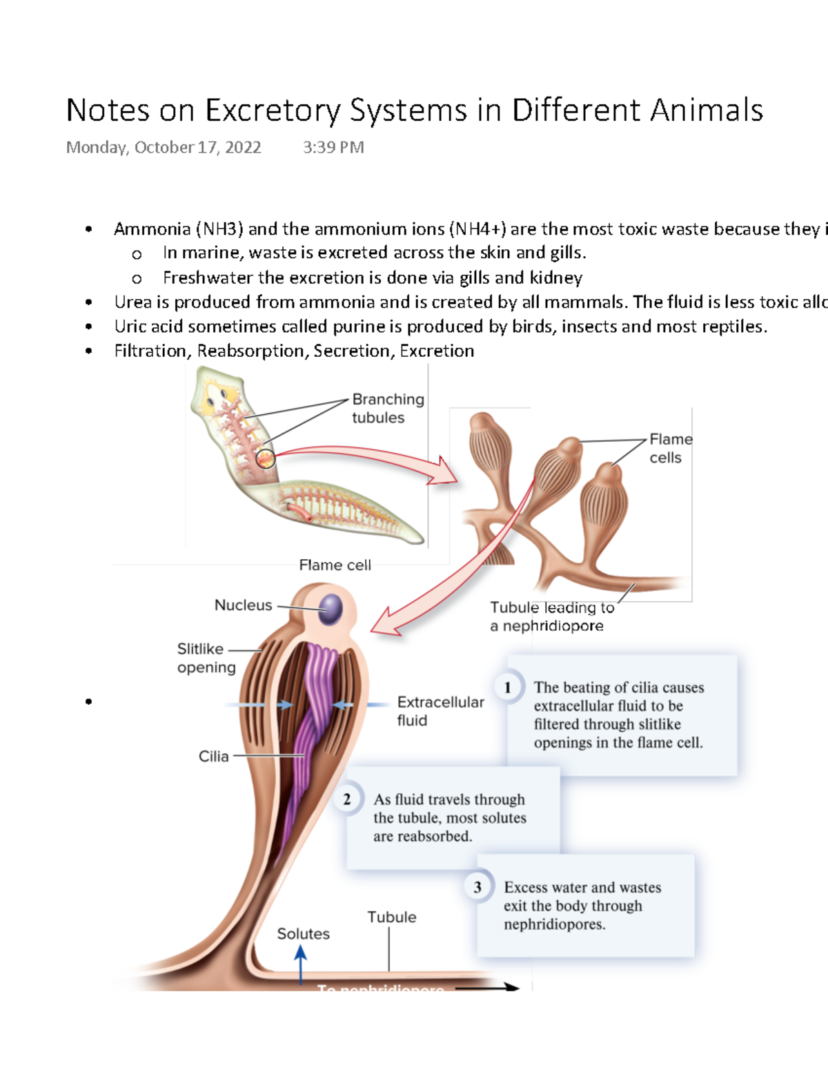 Notes on Excretory Systems in Different Animals - Ammonia (NH3) and the ...