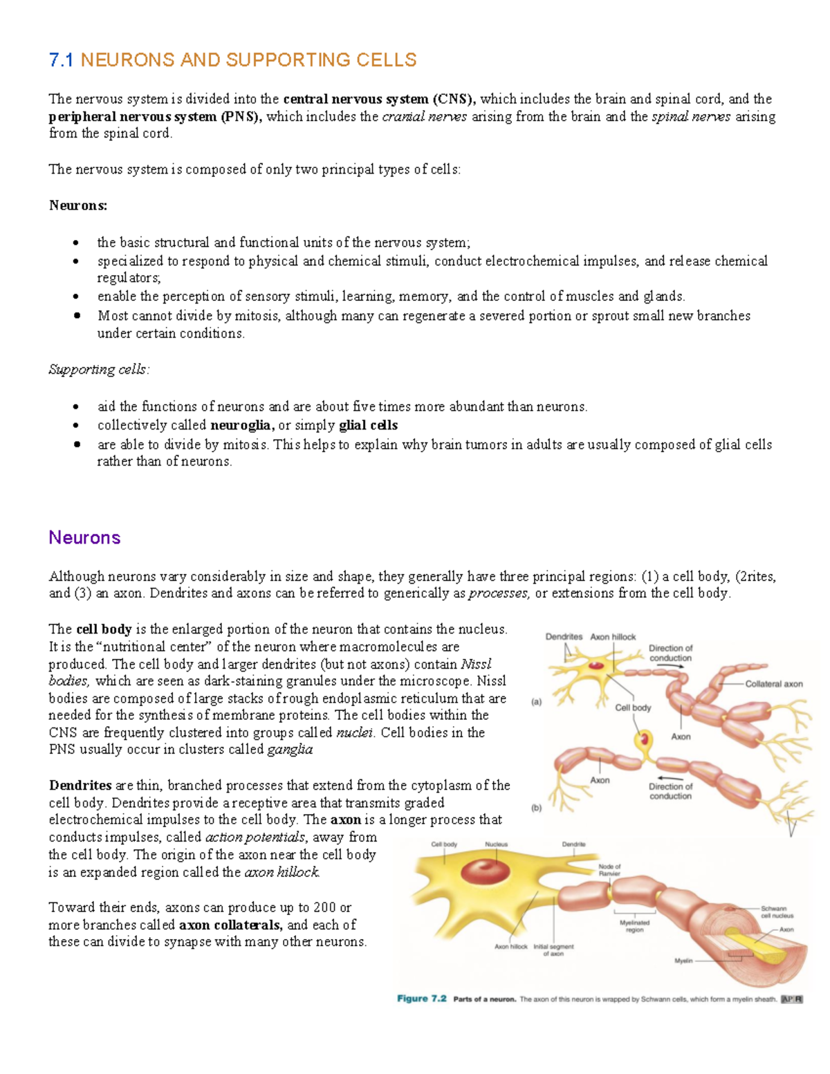 Chapter 7 - Neurons 2 - Intermediate Human Physiology Instructor: Meng ...