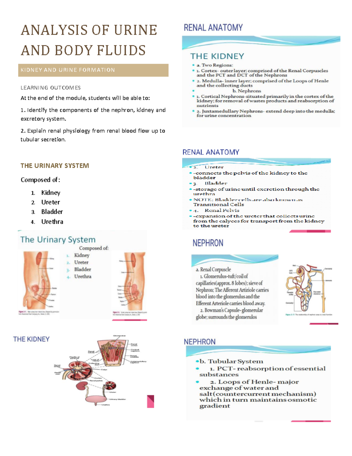 AUBF LEC1 - Kidney and urine formation - ANALYSIS OF URINE AND BODY ...