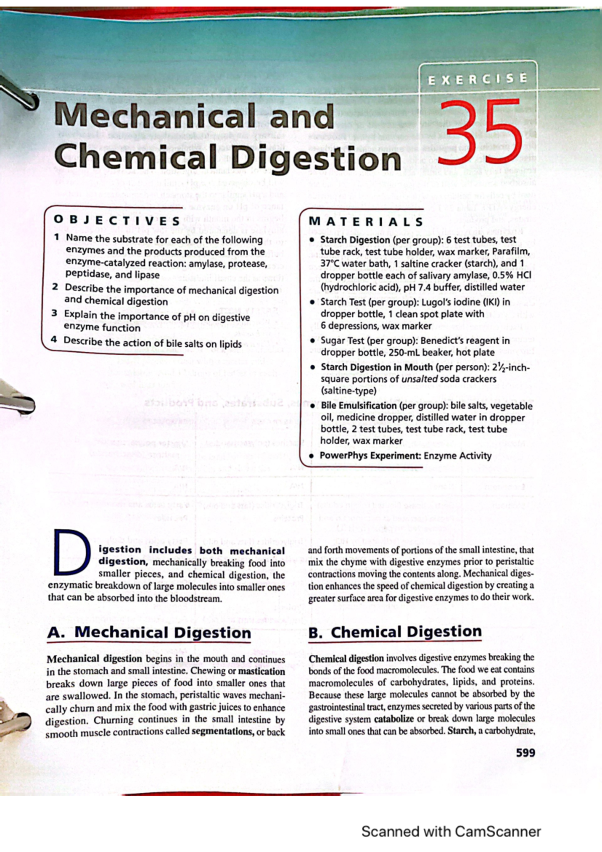 Mechanical and chemical digestion - Mechanical enzymatic breakdown of ...