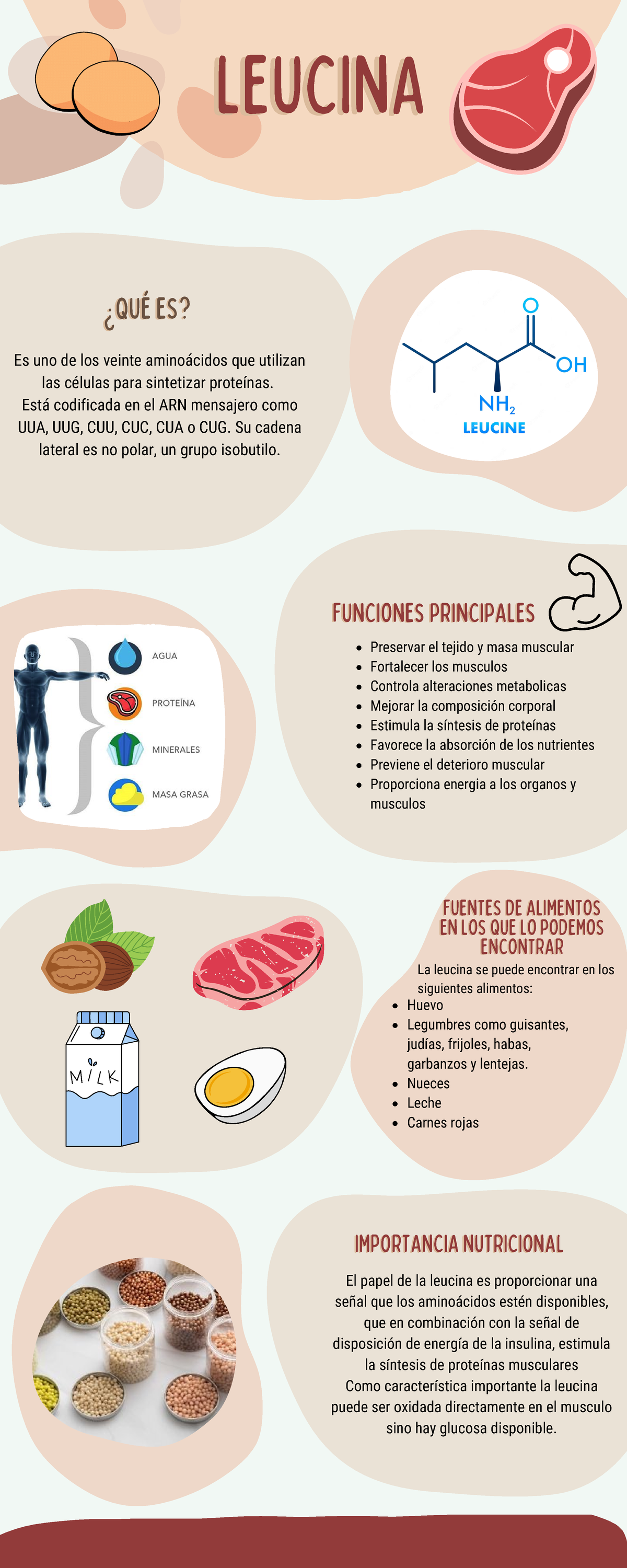 Tarea 4 Nutricion - LEUCINALEUCINA FUNCIONES PRINCIPALESFUNCIONES ...