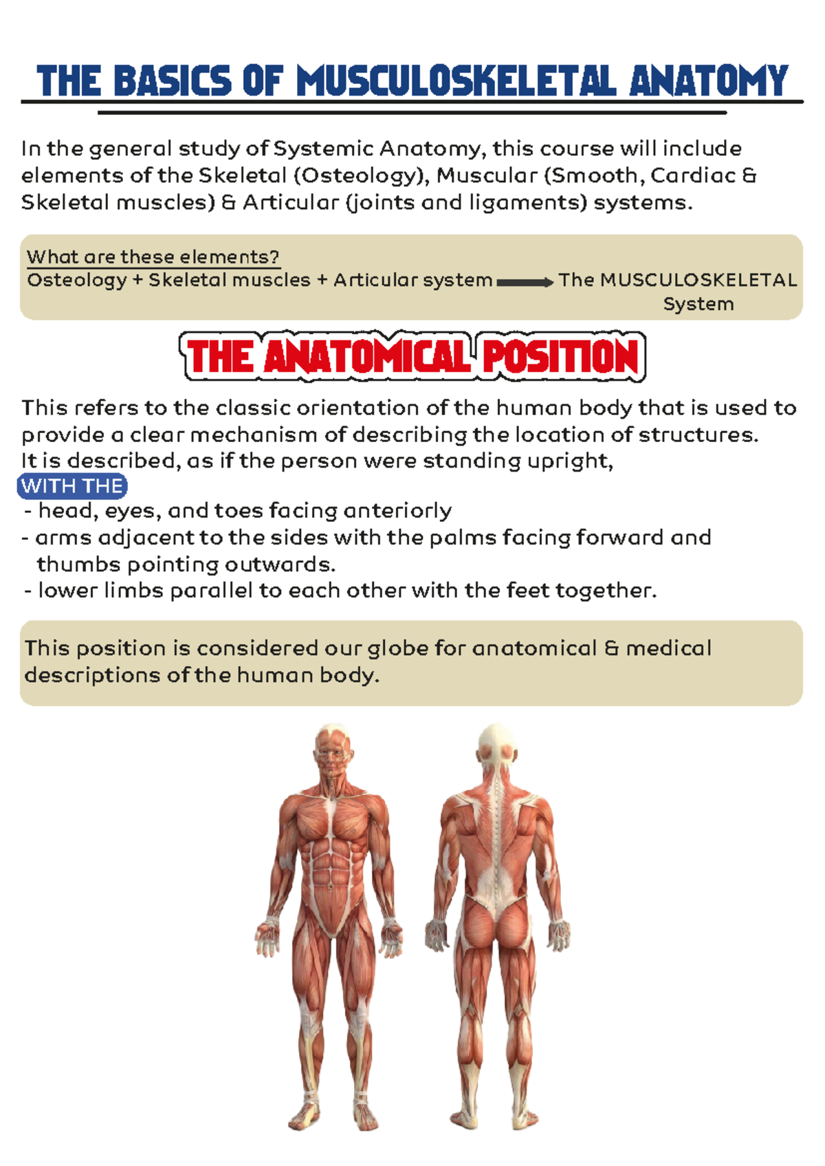 ((1)) - The Basics of Musculoskeletal Anatomy - THE BASICS OF ...