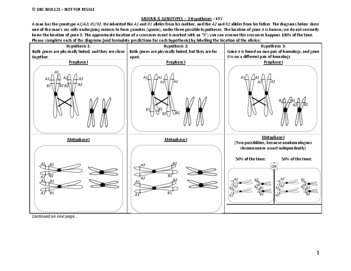 Worksheet #1 - Meiosis & Genotypes - 3 hypotheses - Key - © UBC BIOL121 ...