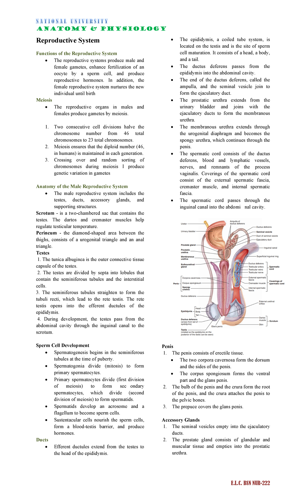 Repro-Notes - Reviewer - Reproductive System Functions of the ...