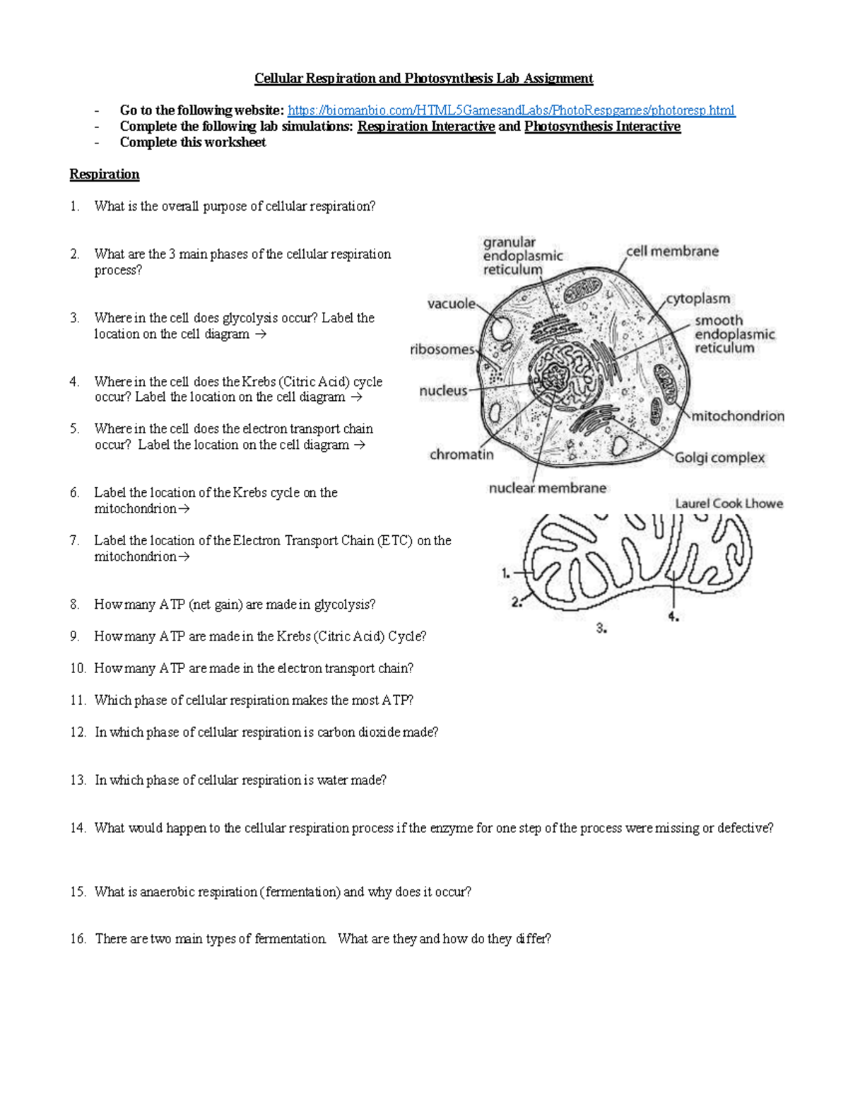 Cellular Respiration and Photosynthesis Worksheet - Cellular ...