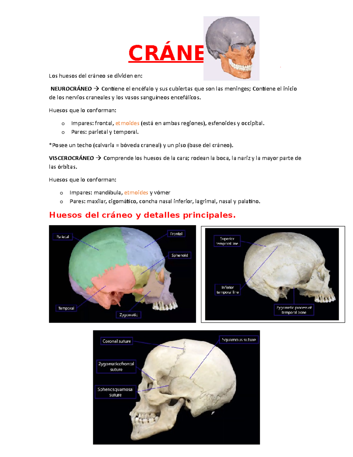 Partes del cráneo - CRÁNEO Los huesos del cráneo se dividen en ...
