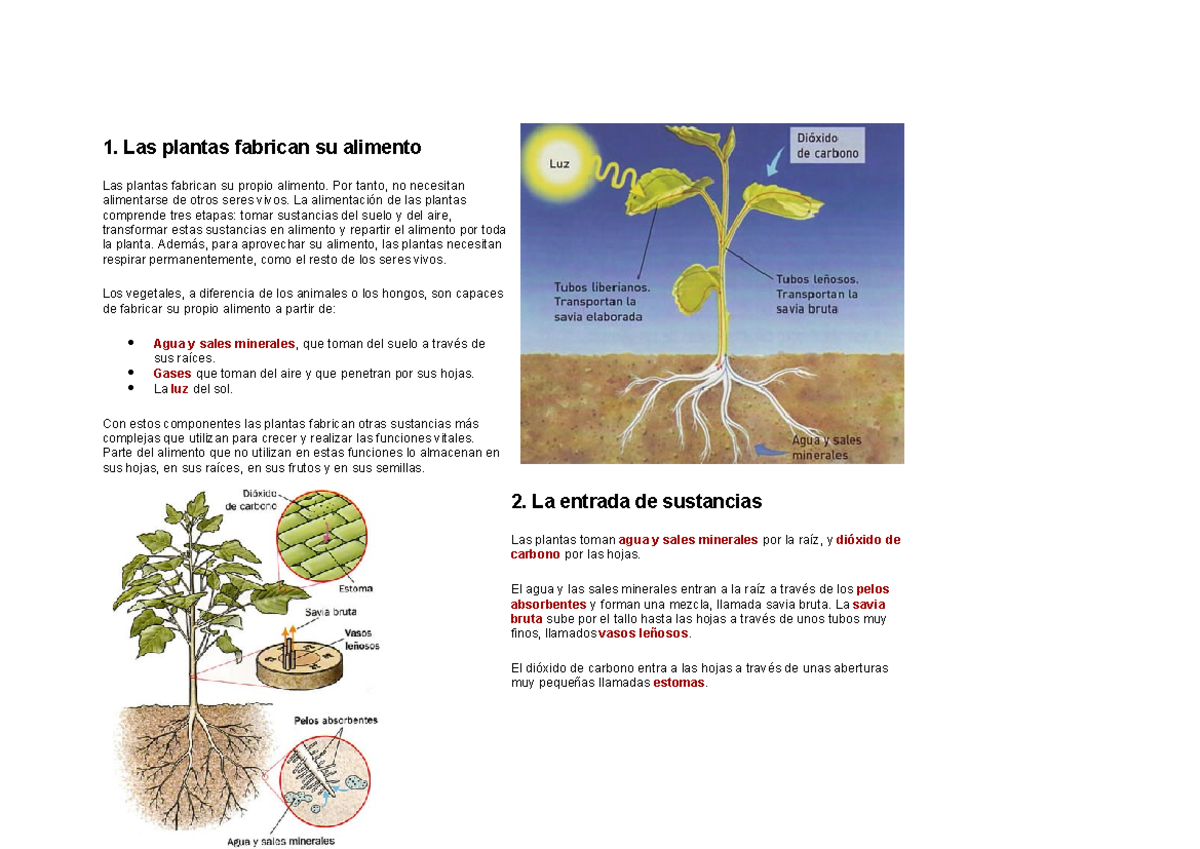 7c1735127421 ac25a09c7e08258 a8e42 - 1. Las plantas fabrican su ...