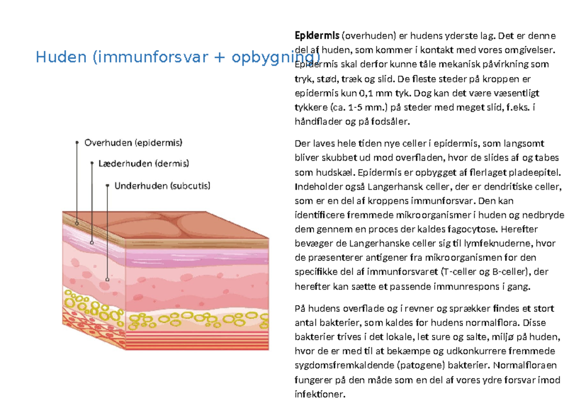 Huden - Noter - 1. semester - Huden (immunforsvar + opbygning ...