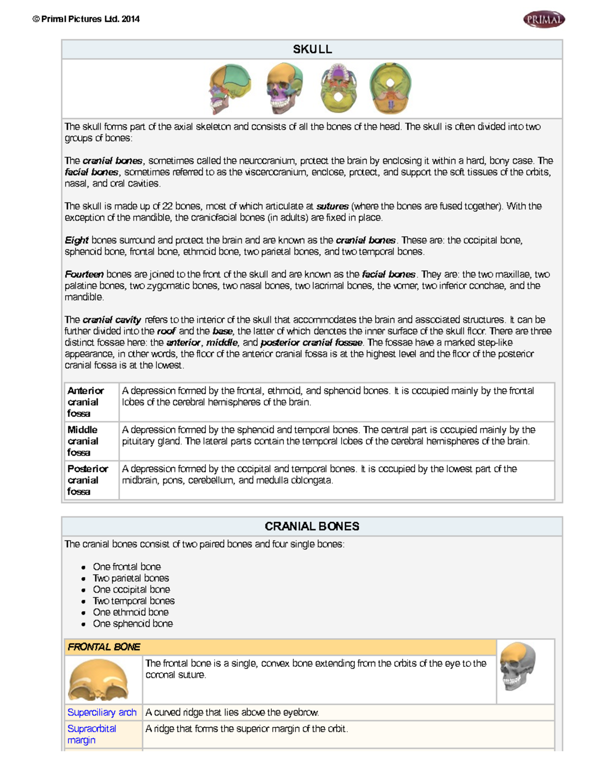Cranium - Lab - SKULL The skull forms part of the axial skeleton and consists of all the bones ...