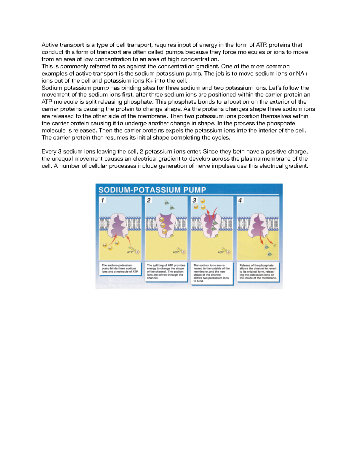Active Transport By The Sodium-potassium Pump Complete The D