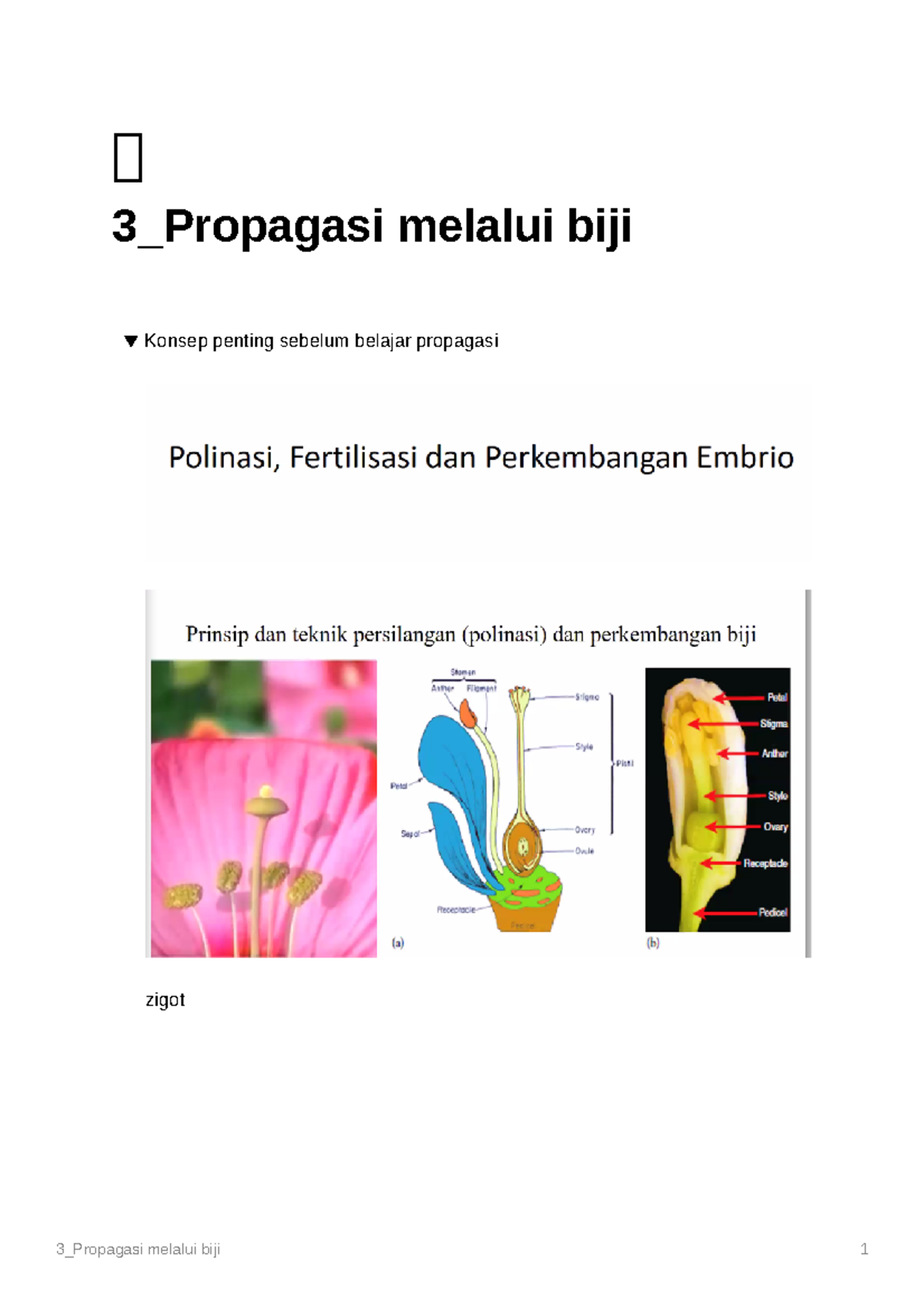 3 Propagasi melalui biji - ฀ 3_Propagasi melalui biji Konsep penting ...