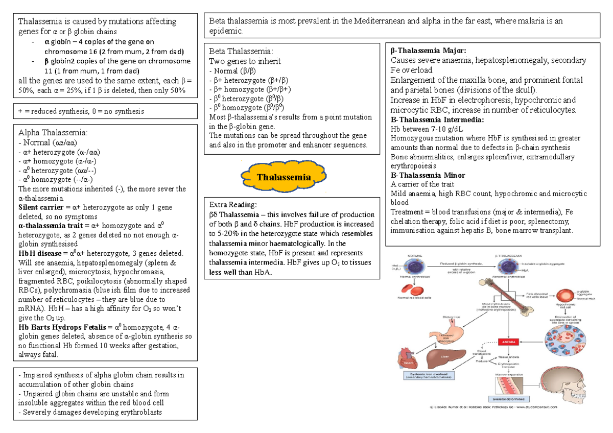 Thalassemia Revision Sheet - Thalassemia Extra Reading: βδ Thalassemia ...