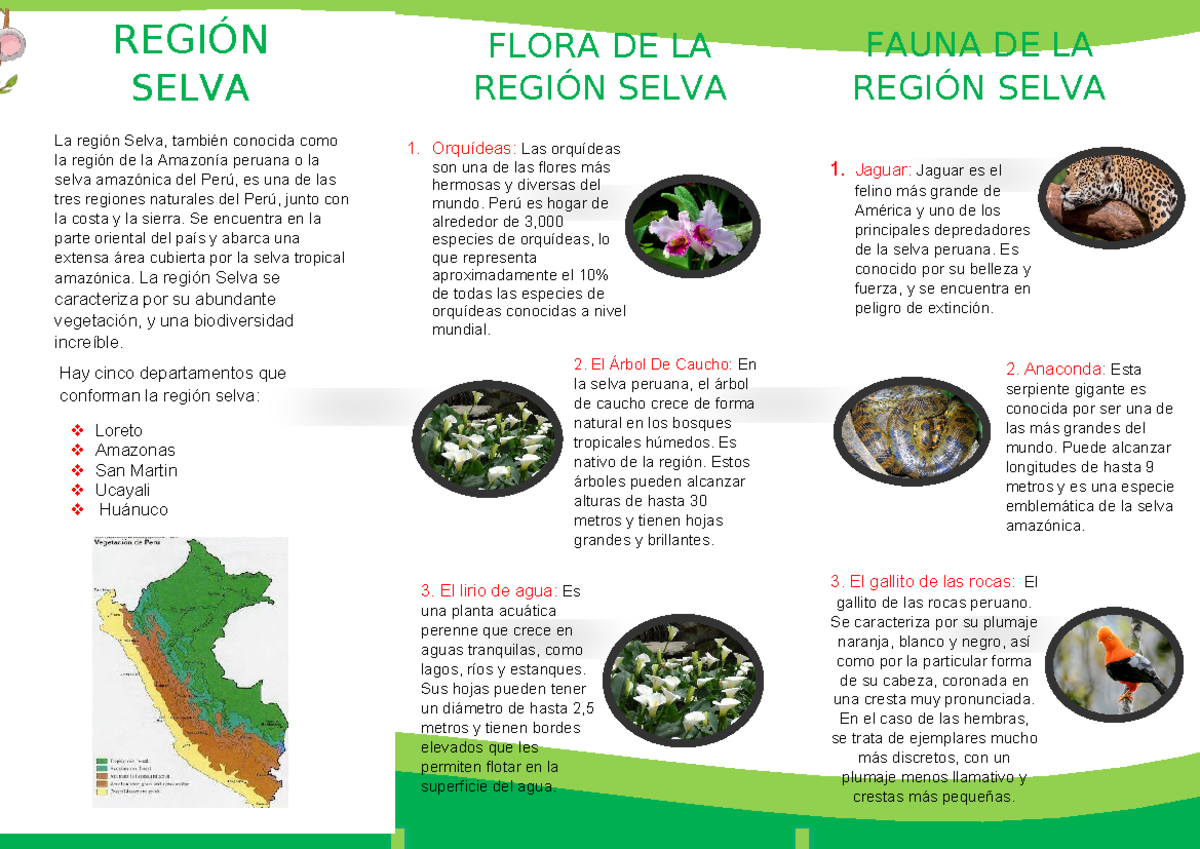 Troptico Imprimible - REGIÓN SELVA La región Selva, también conocida ...