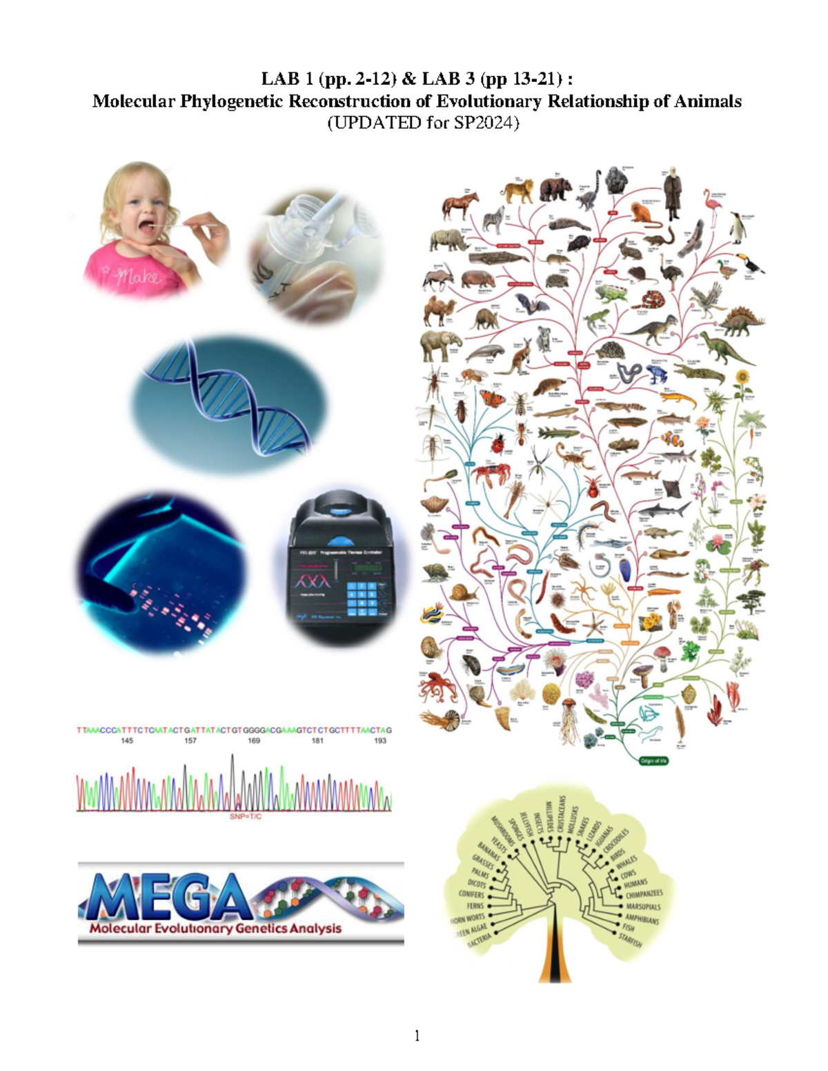 2024 Lab1 and 3 Protocols Phylogenet reconstruction evol relationship - LAB 1 (pp. 2-12) & LAB 3 ...
