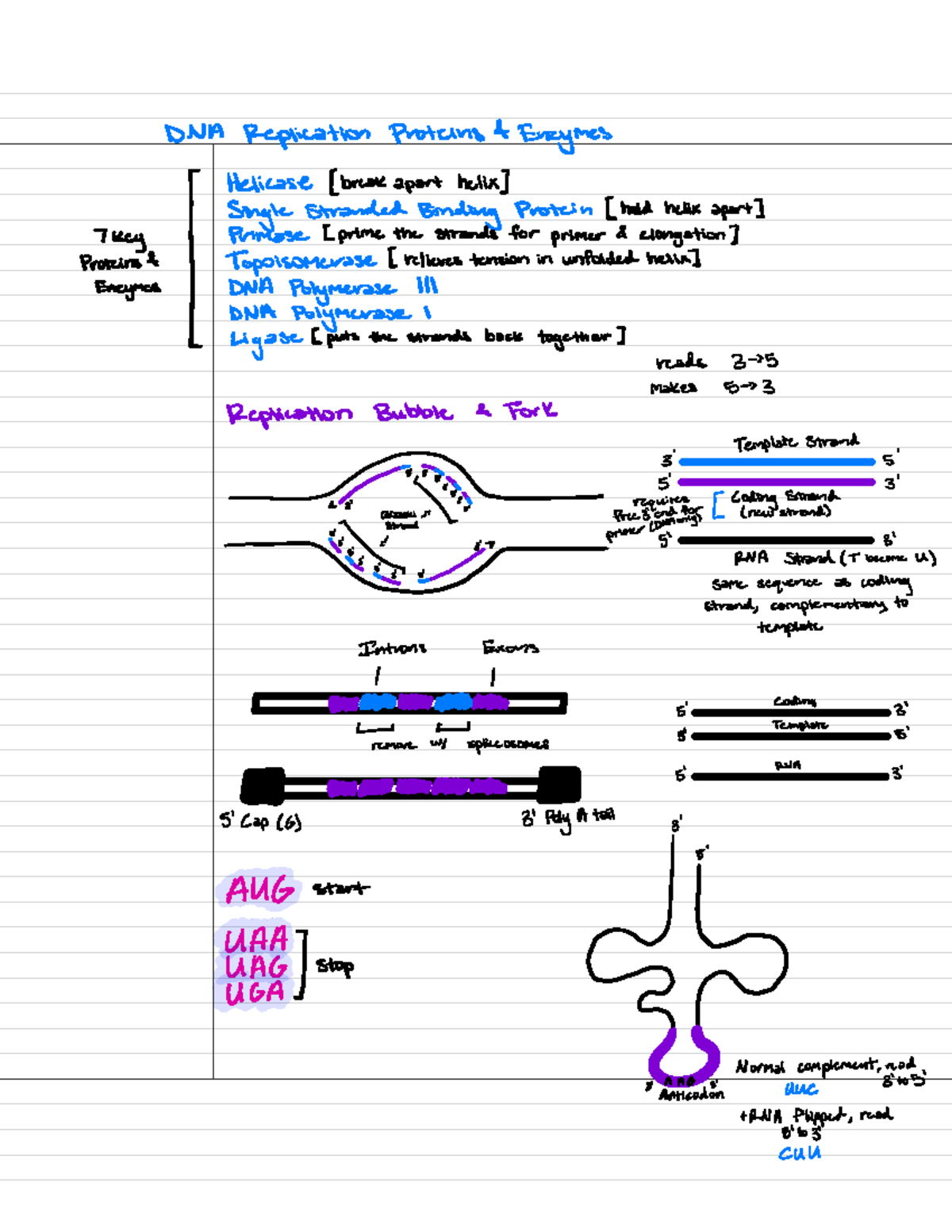 DNA Replication, Meiosis Mitosis - DNA Replication Proteins & Enzymes ...