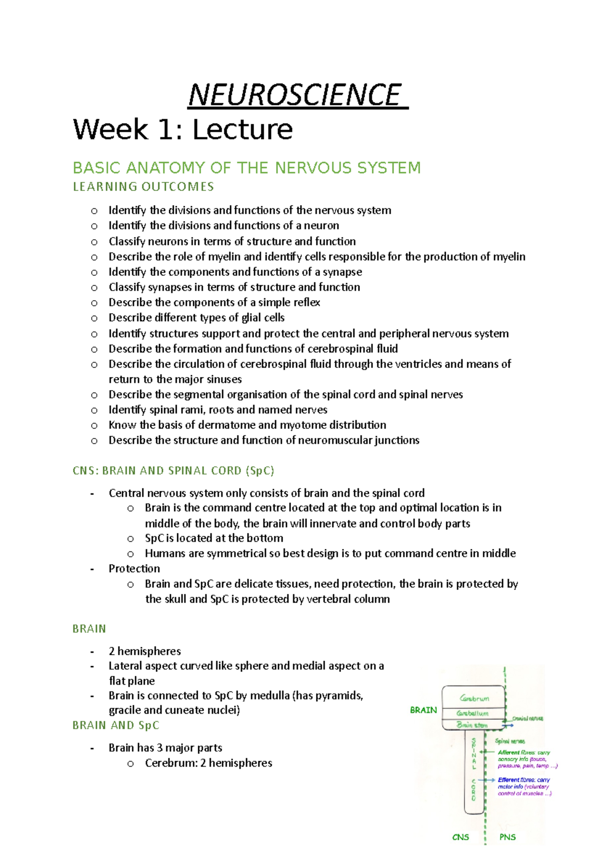BIOS1171 - NEUROSCIENCE Week 1: Lecture BASIC ANATOMY OF THE NERVOUS ...