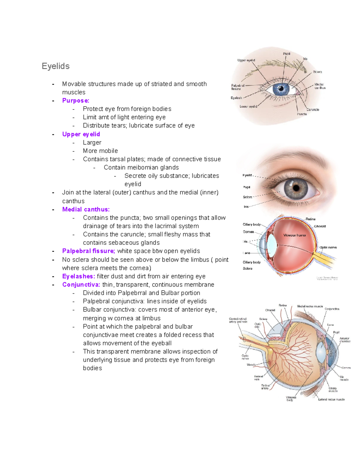 Assesing the Eye - Eye structure, vocab, abnormalities - Eyelids ...