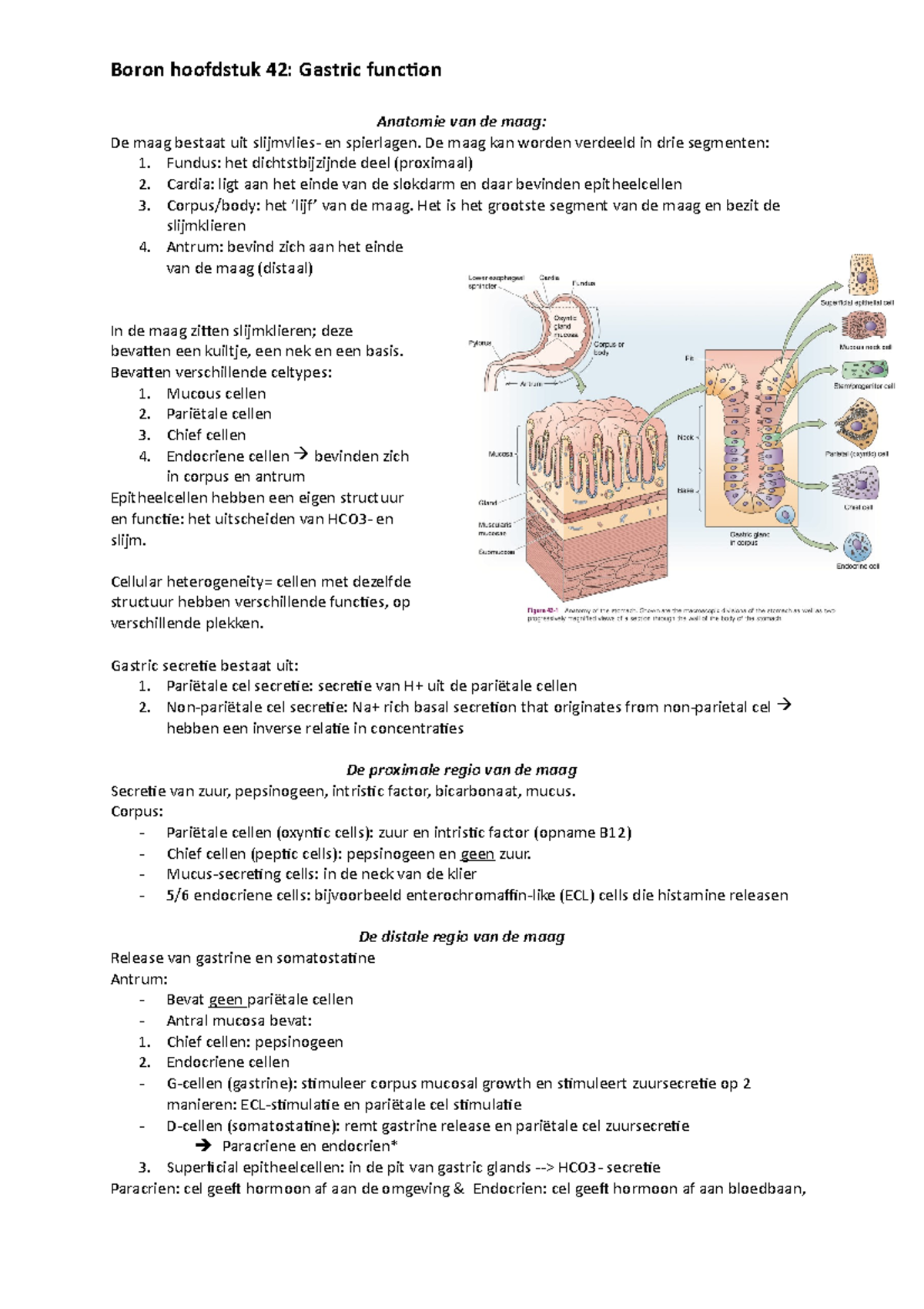 Boron H42 samenvatting - Anatomie van de maag: De maag bestaat uit ...