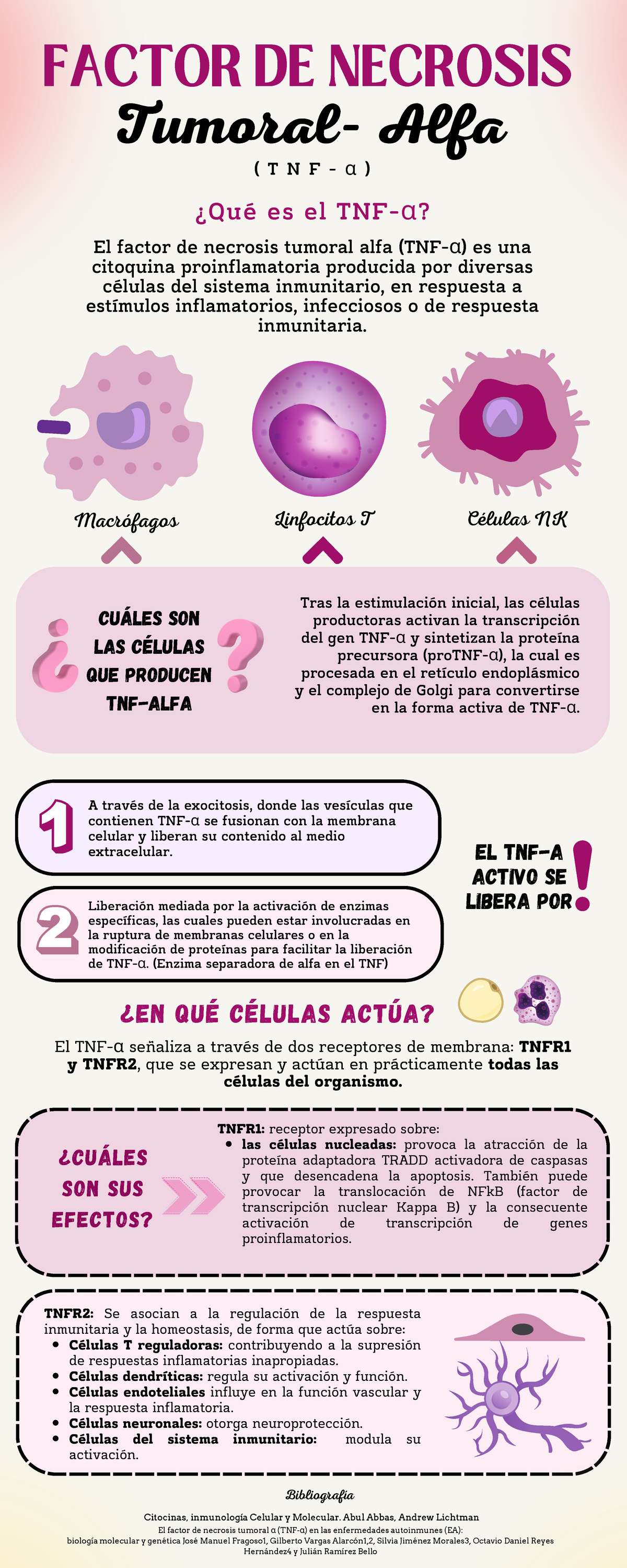 Grupo 7 Infografía TNF - ALFA - El TNF-α activo se libera por Tras la ...